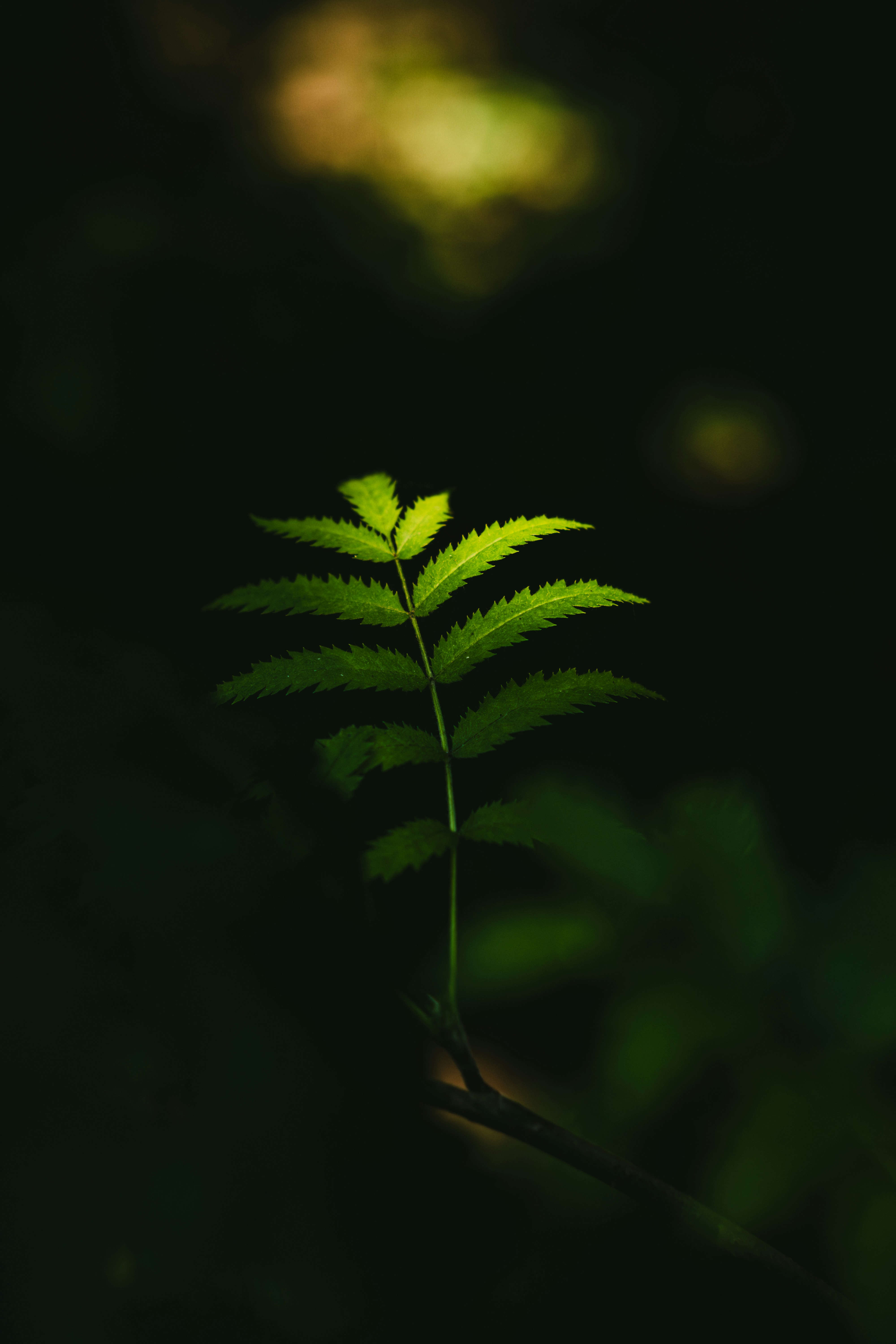 Emerald Frond Illuminated in a Velvet Shadow