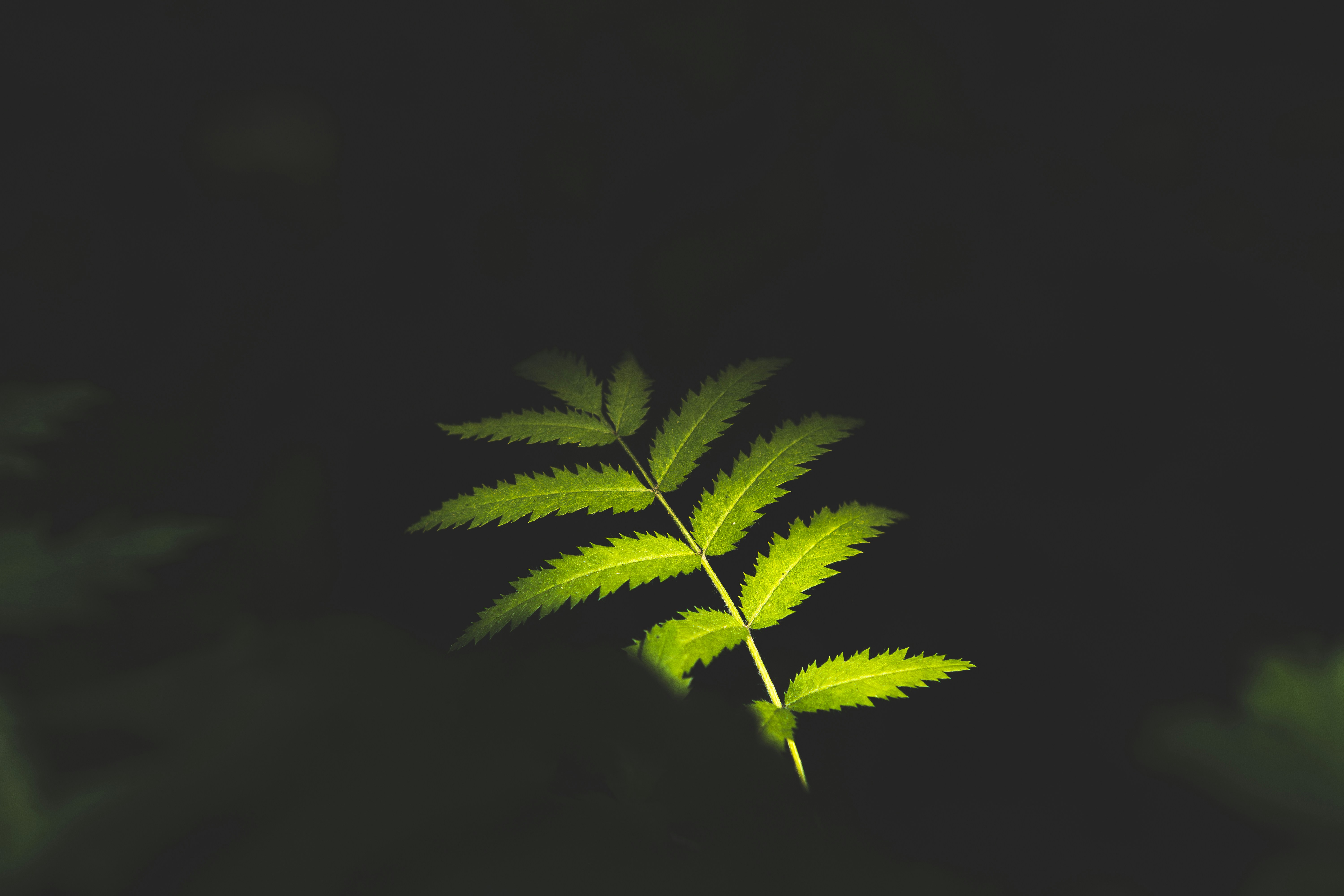 Emerald Frond in Velvet Darkness