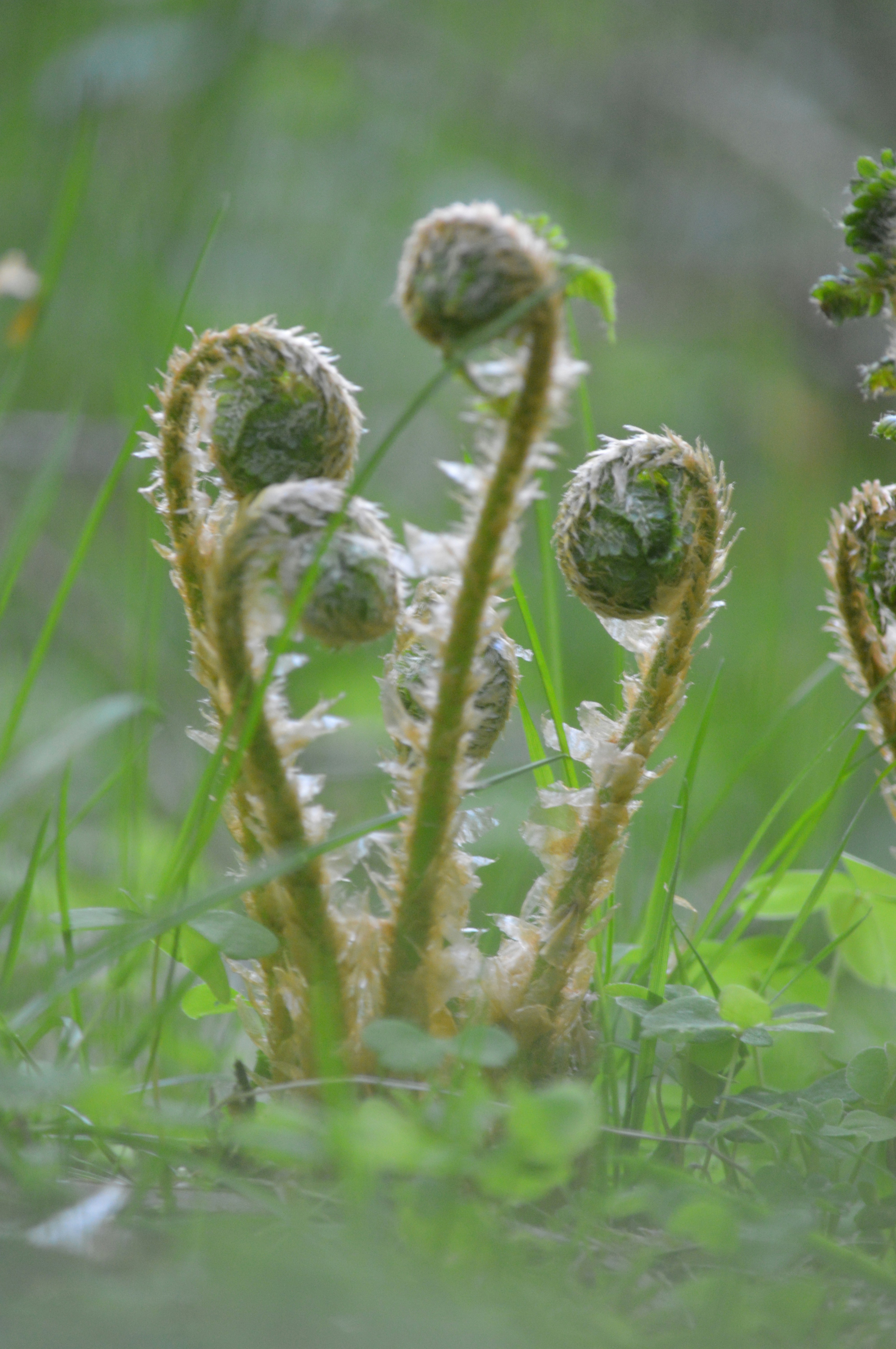 Curled Fern Buds Emergent in Misty Meadow