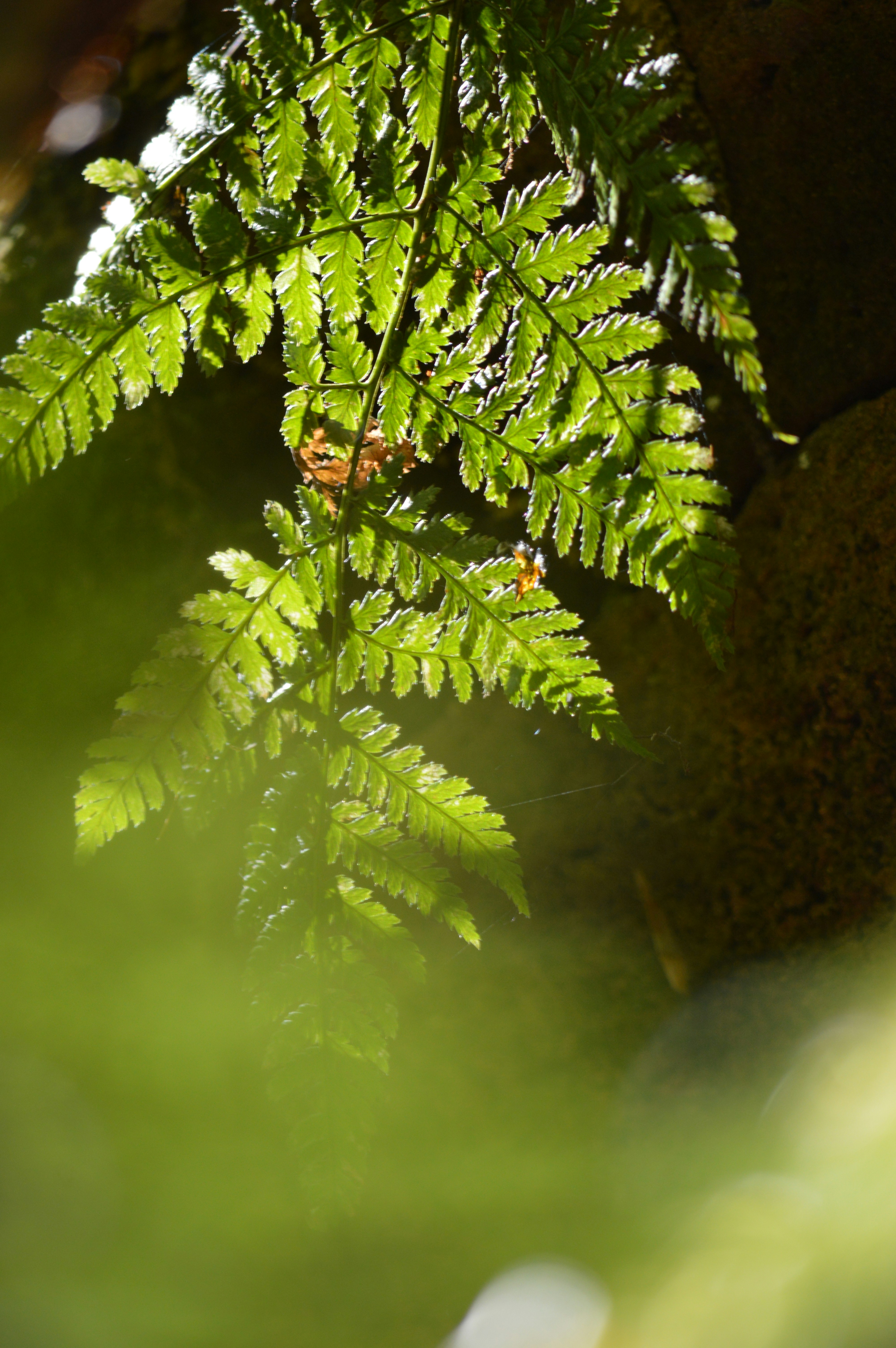 Fern Fragments in Dappled Light