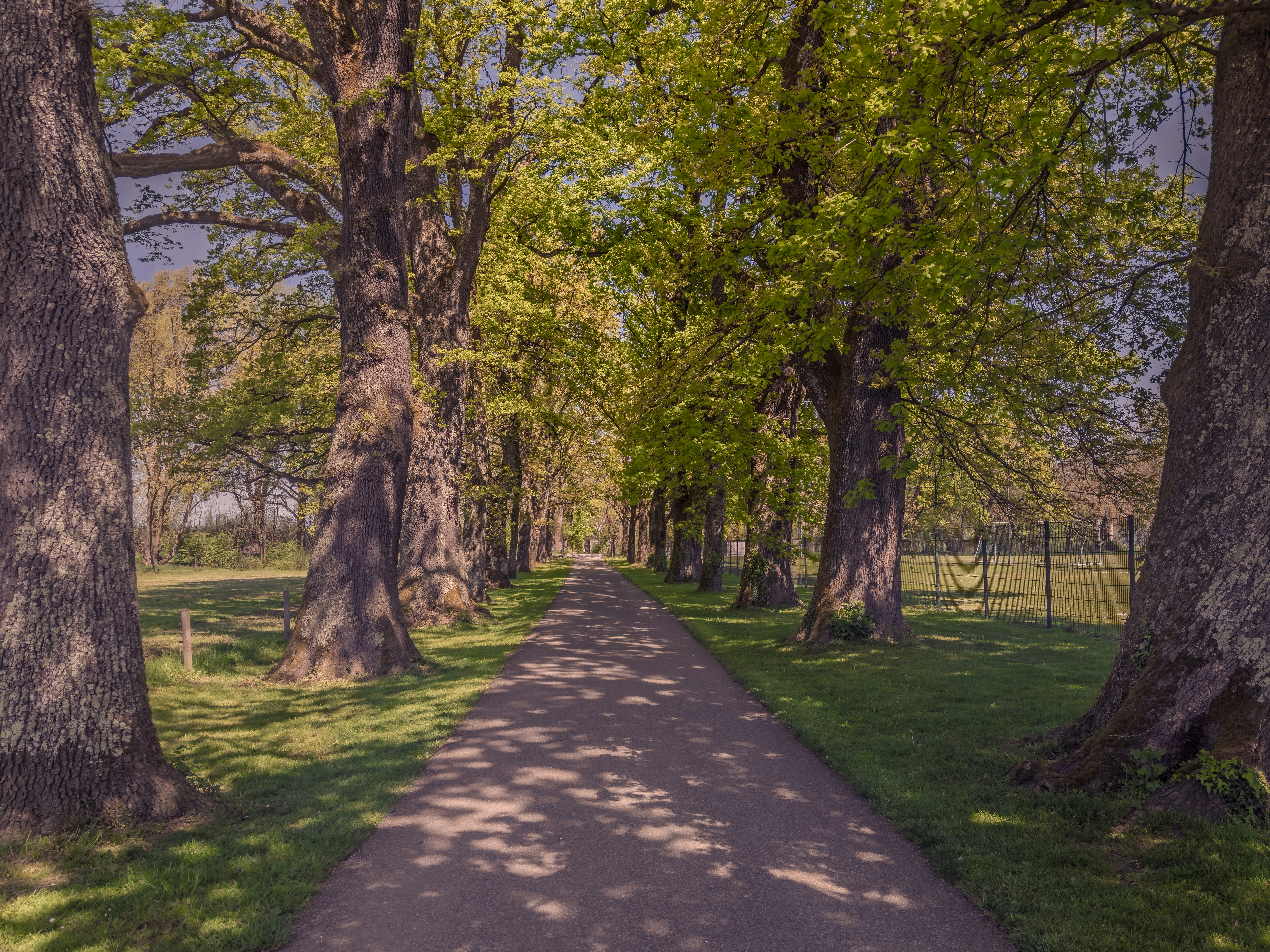 Shaded Avenue of ancient trees under a sunlit canopy