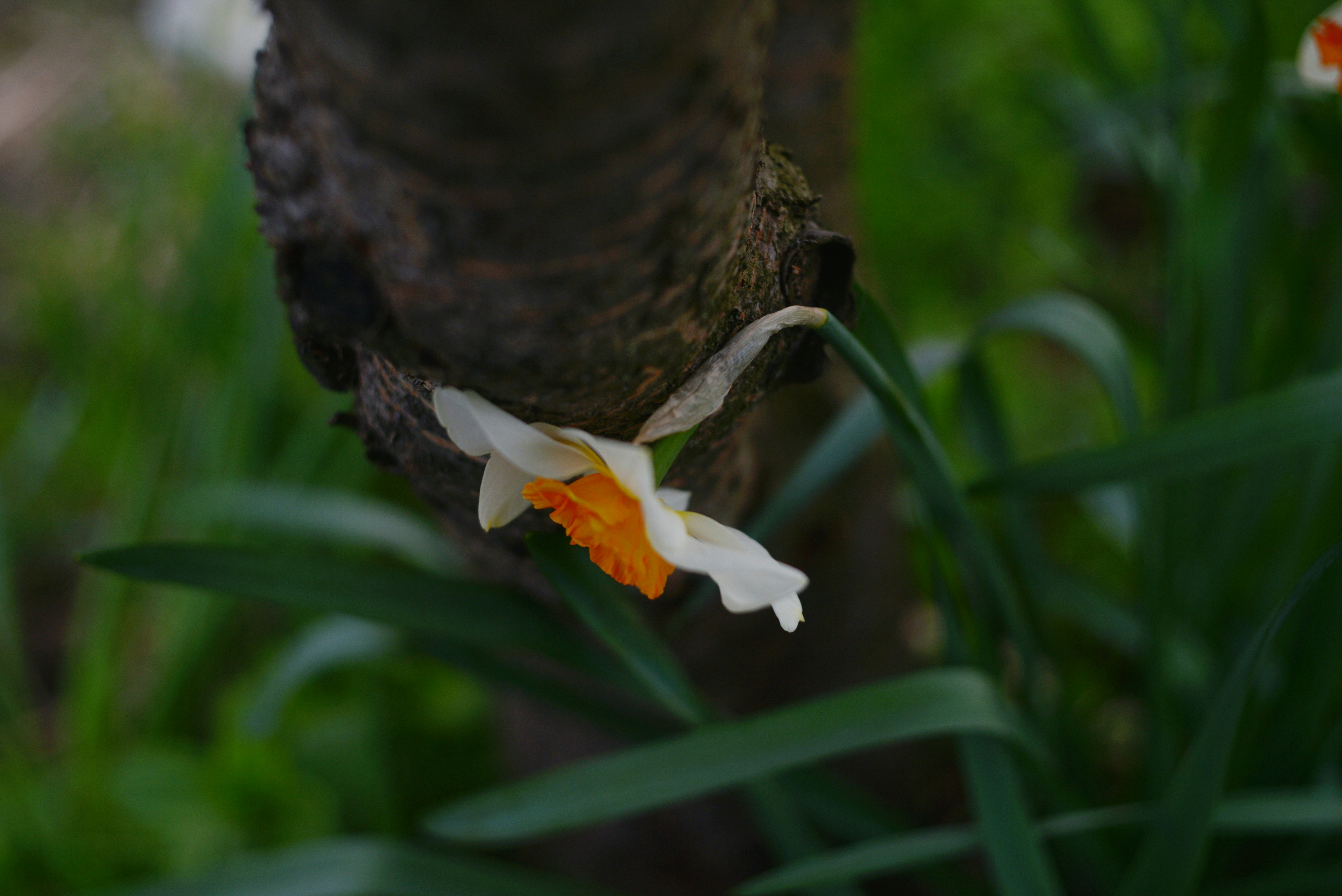 Bleeding Orange and White Orchid Clinging to Tree