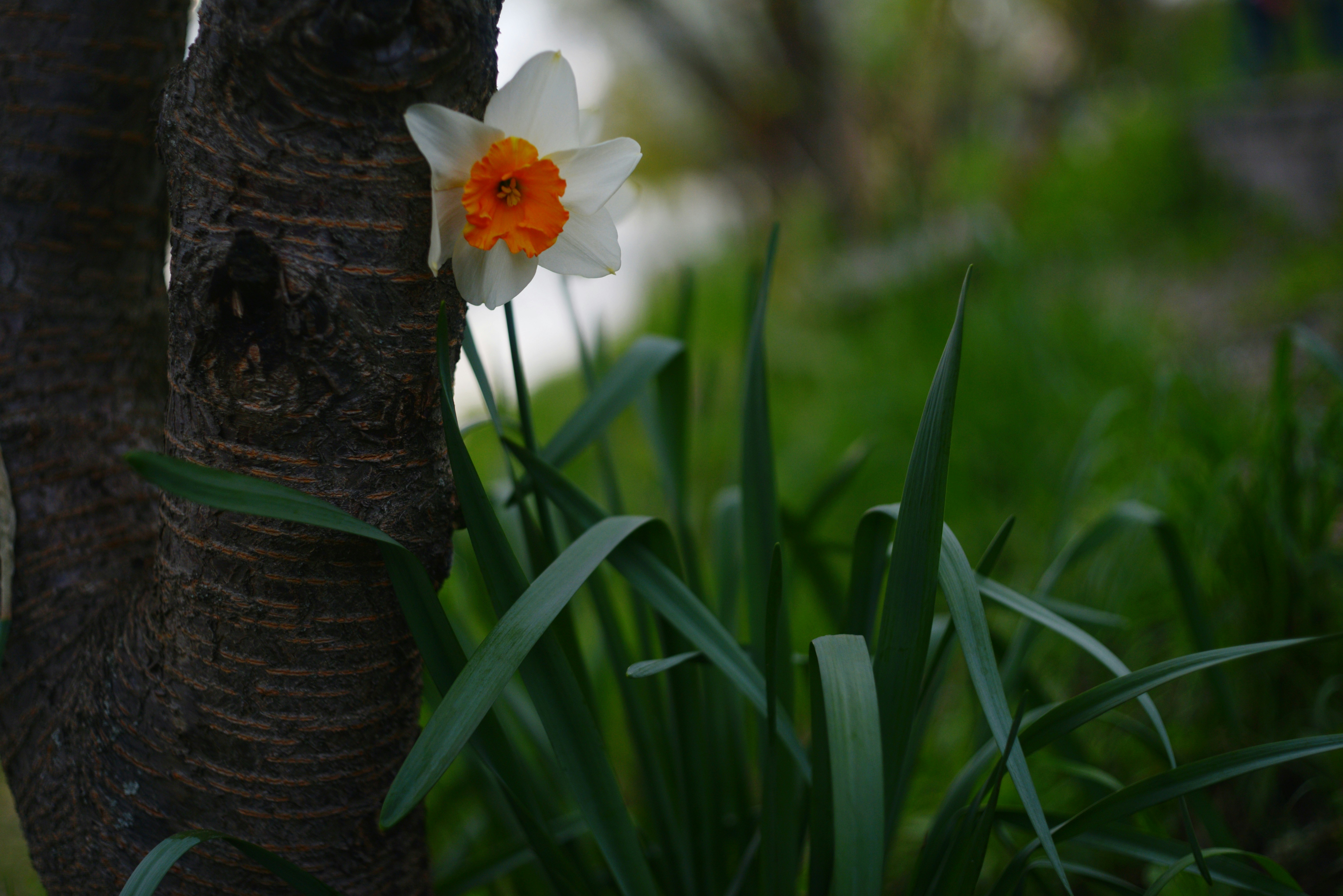 A solitary daffodil beside a textured tree trunk