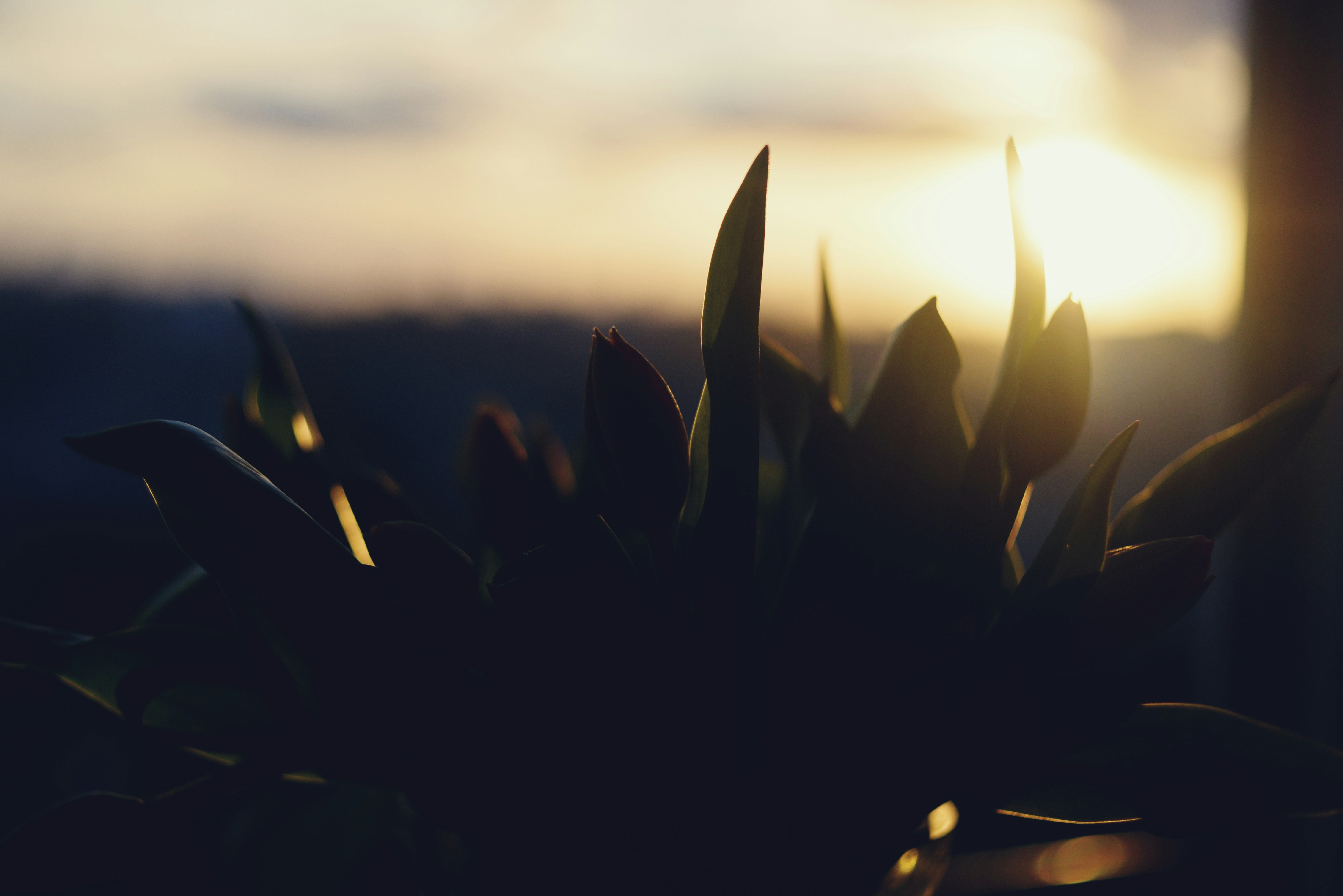 Sunlit Edge: Backlit Foliage Against a Quiet Dusk