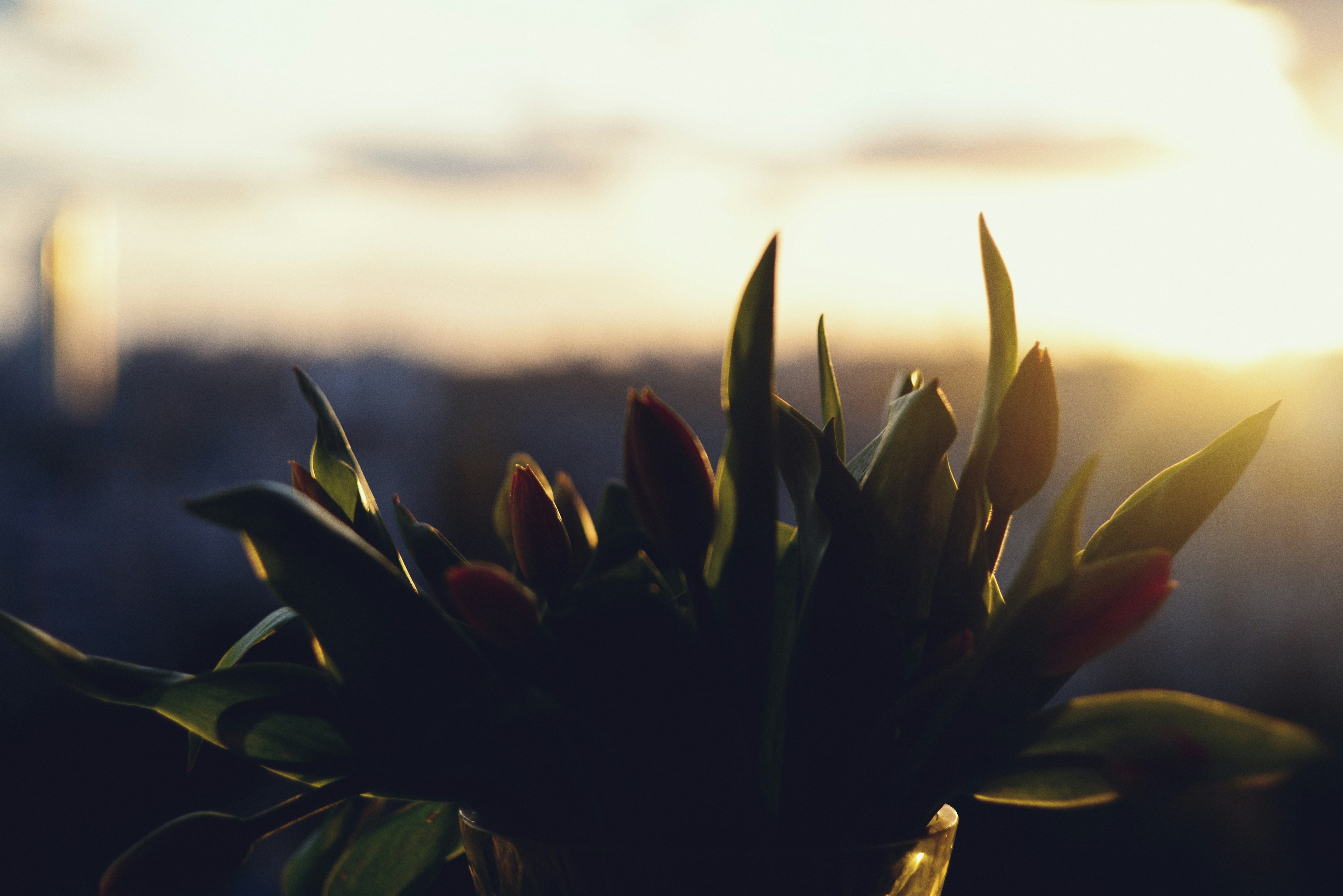Sunlit Buds at Dusk: Silhouetted Florals against a Golden Horizon