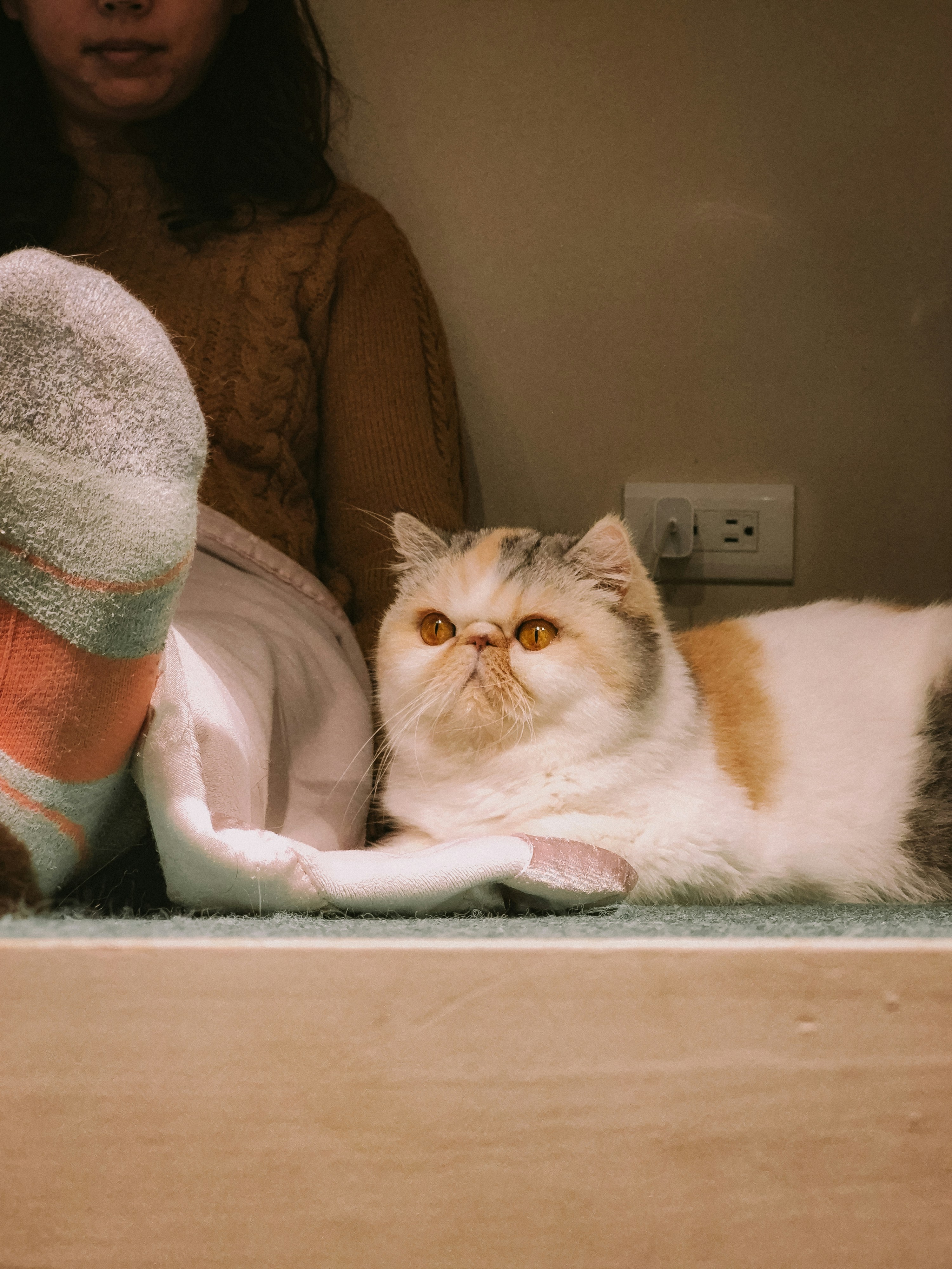 Cozy cat and companion: warm glow by the doorway