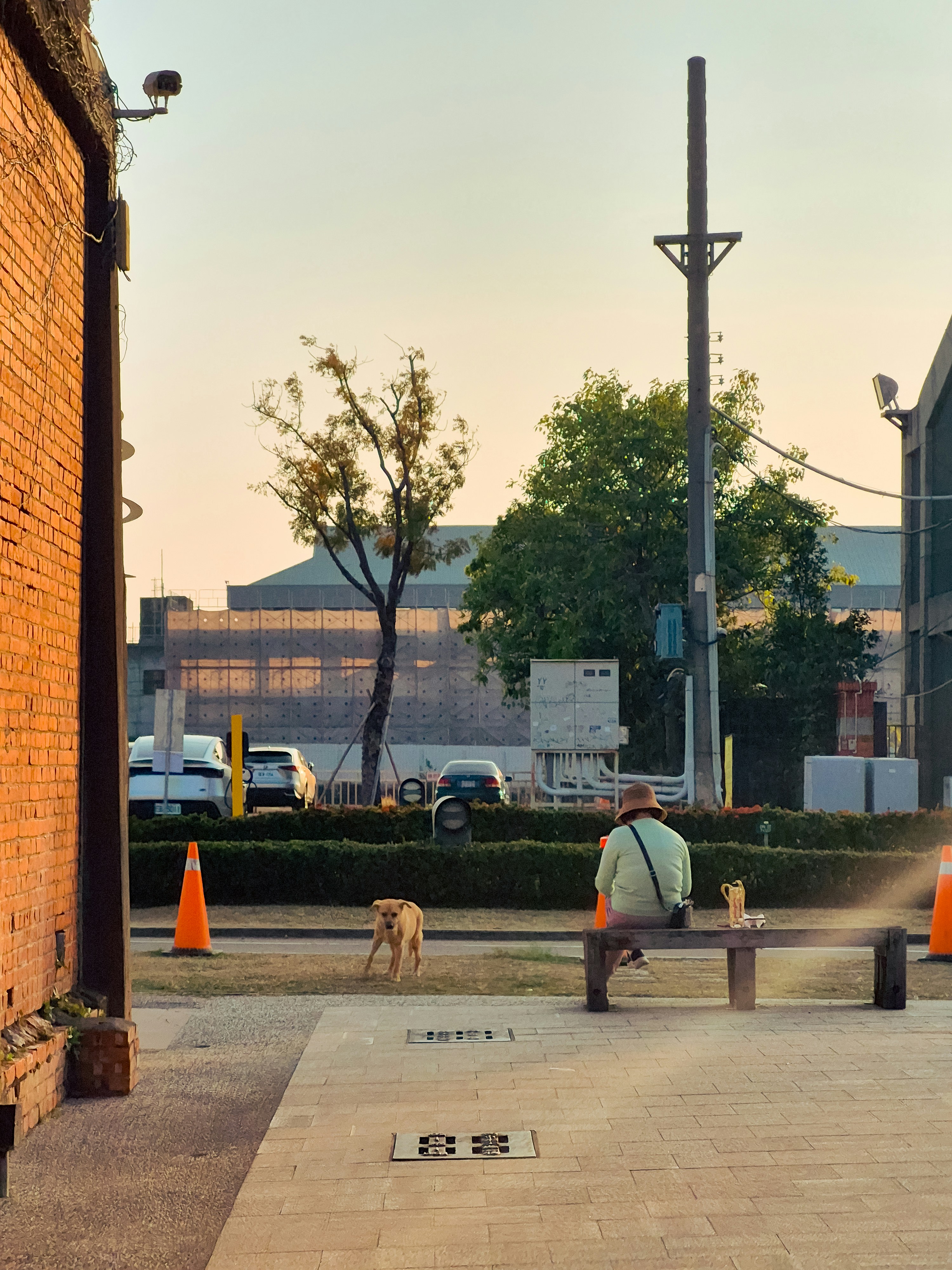 Sunlit Alley: A Seated Observer and a Canine Companion
