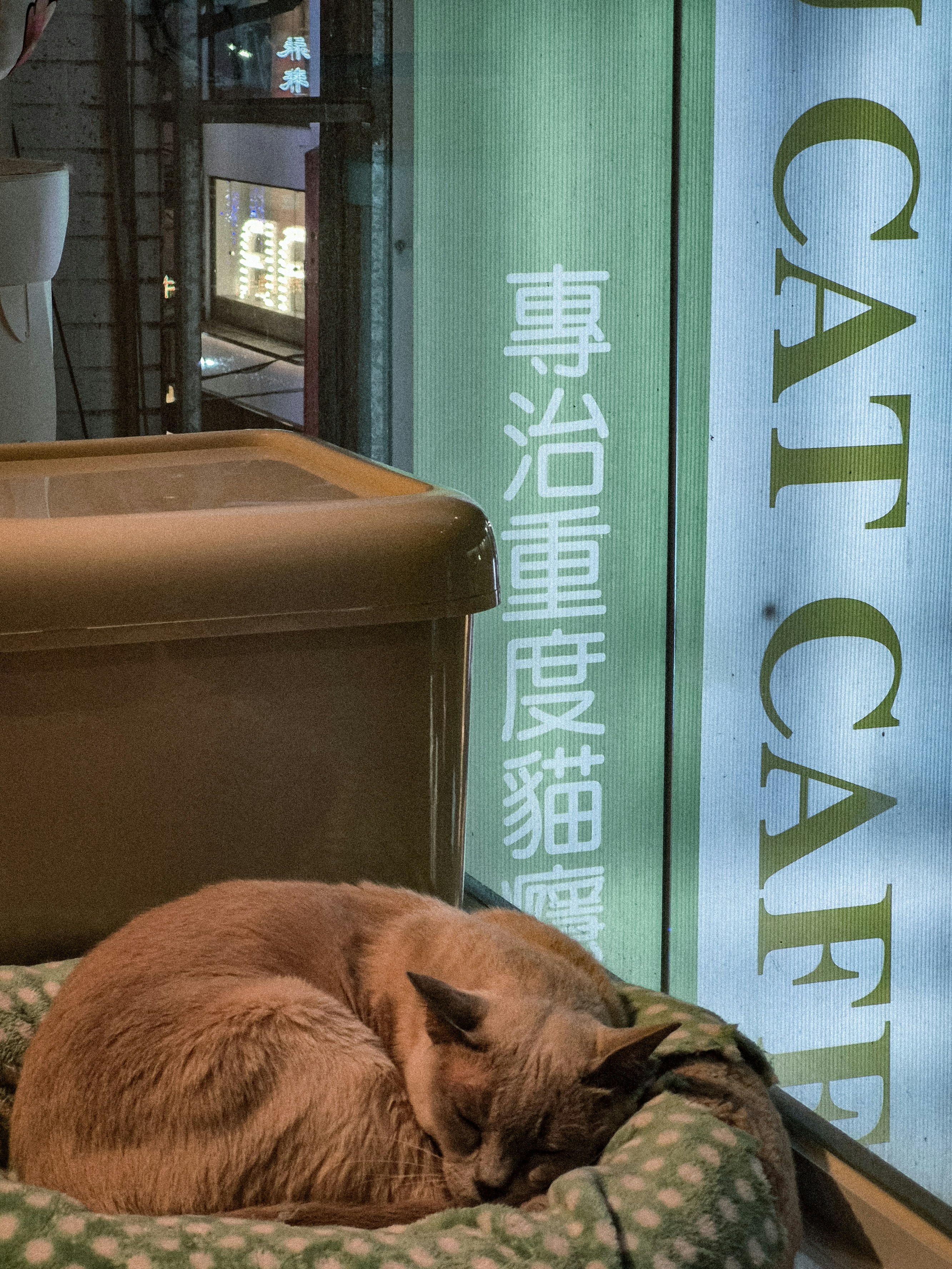 Cat curled up beside neon storefront letters under urban glow