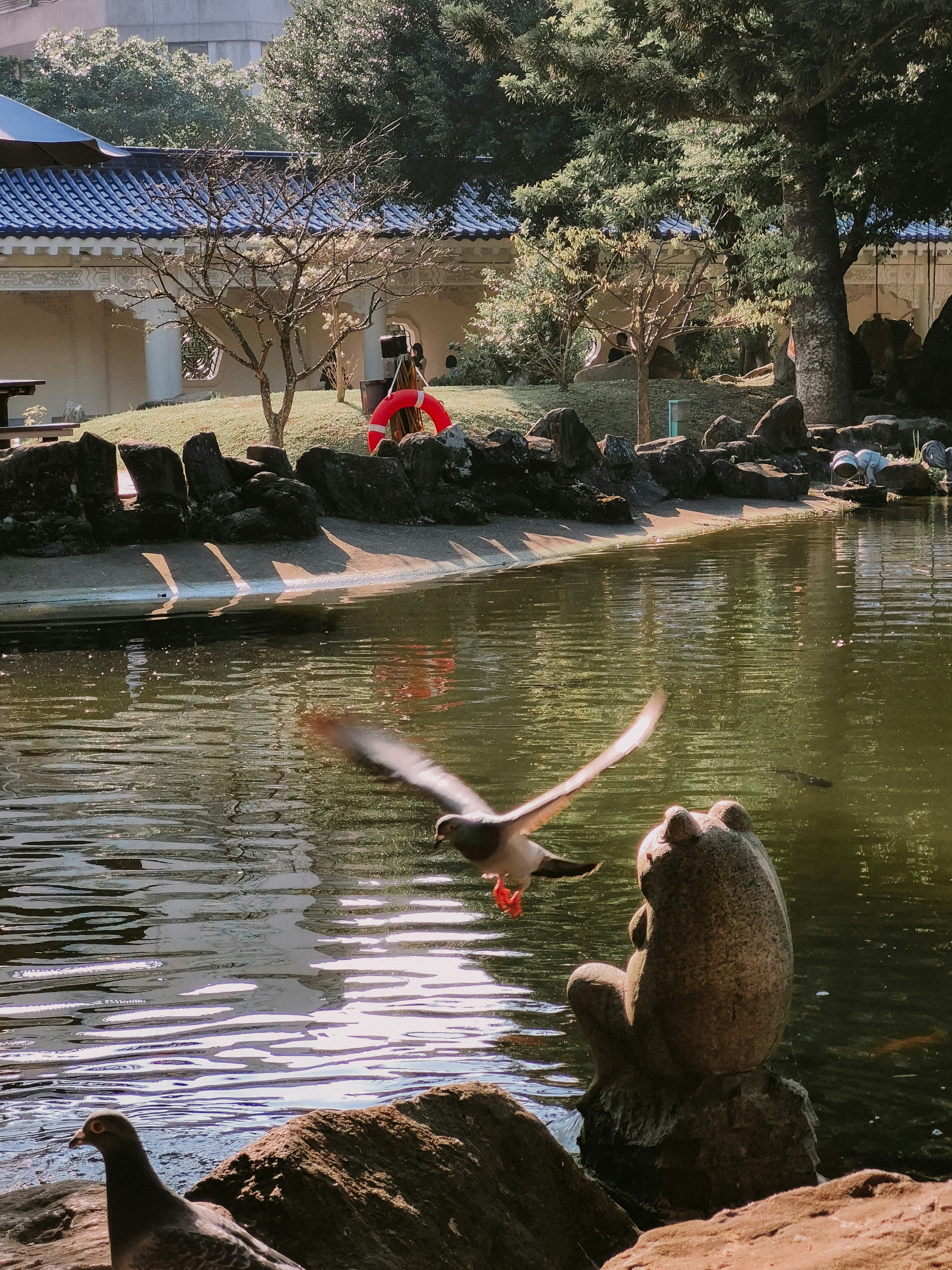 Dragonfly Lake: a Seated Bear and Soaring Seagull at a Tranquil Park Pond