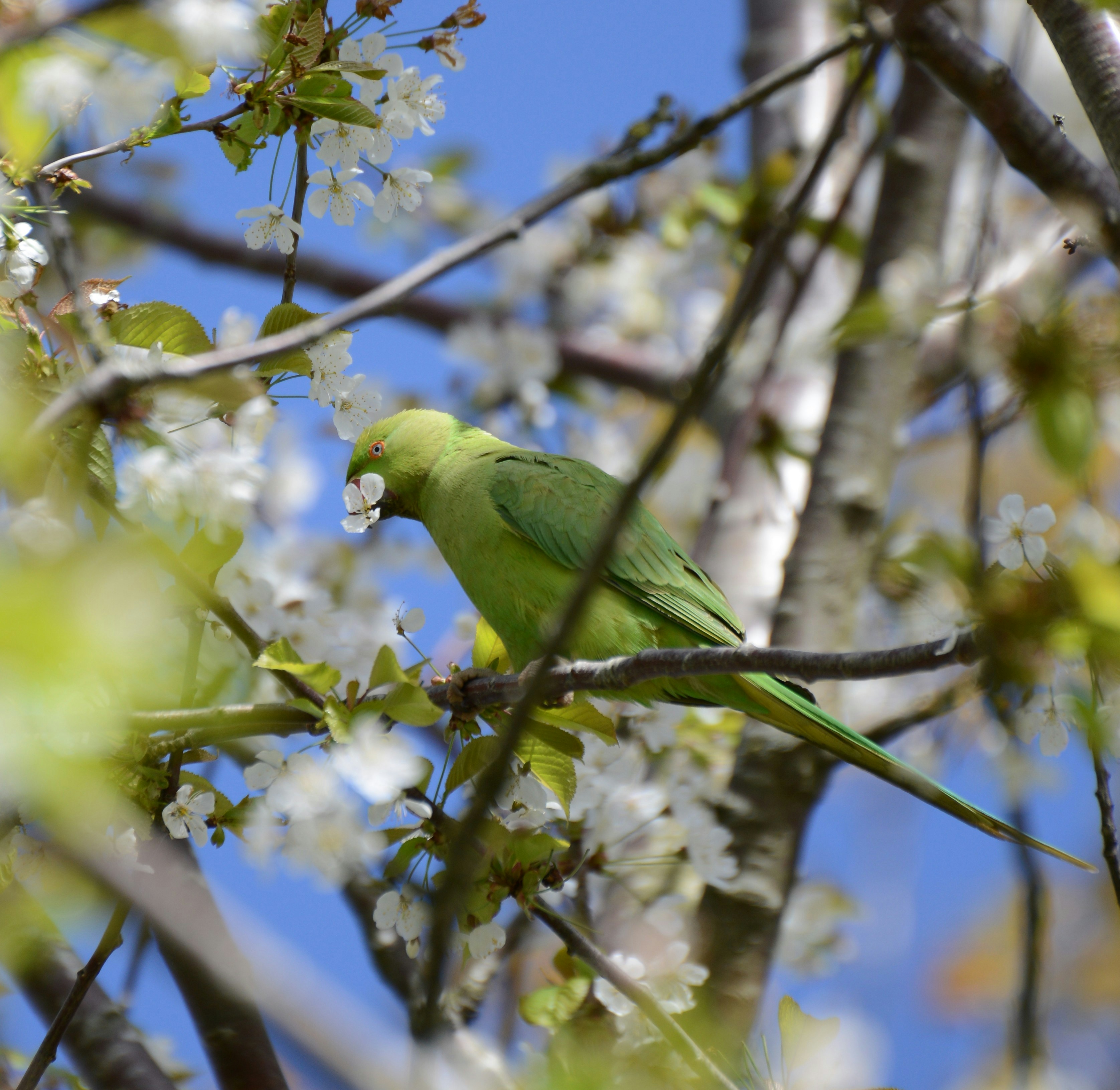 Emerald Parrot Amid White Blossoms Against a Blue Sky