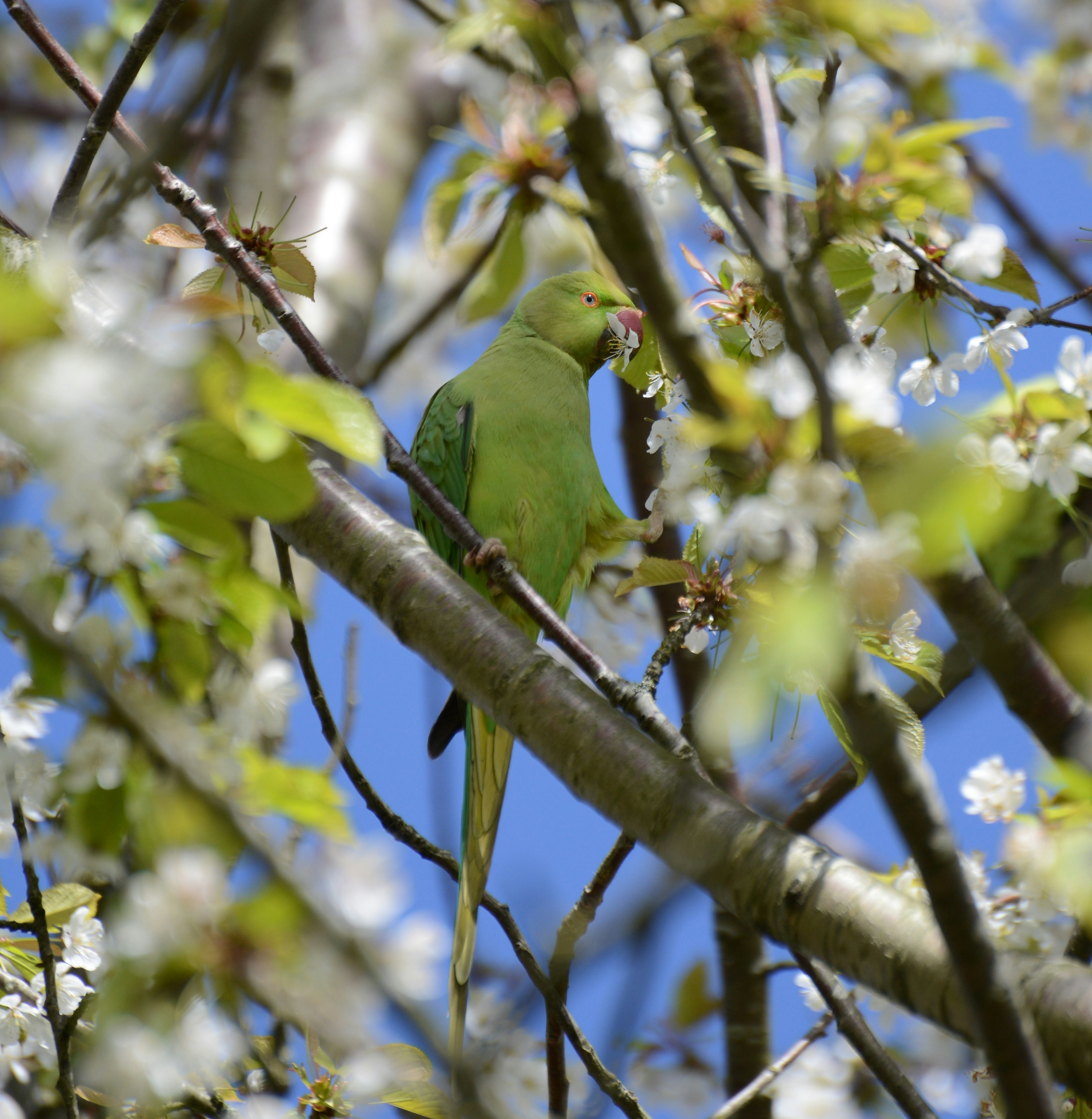 Emerald Parrot Amid Blossoms on a Sunlit Branch