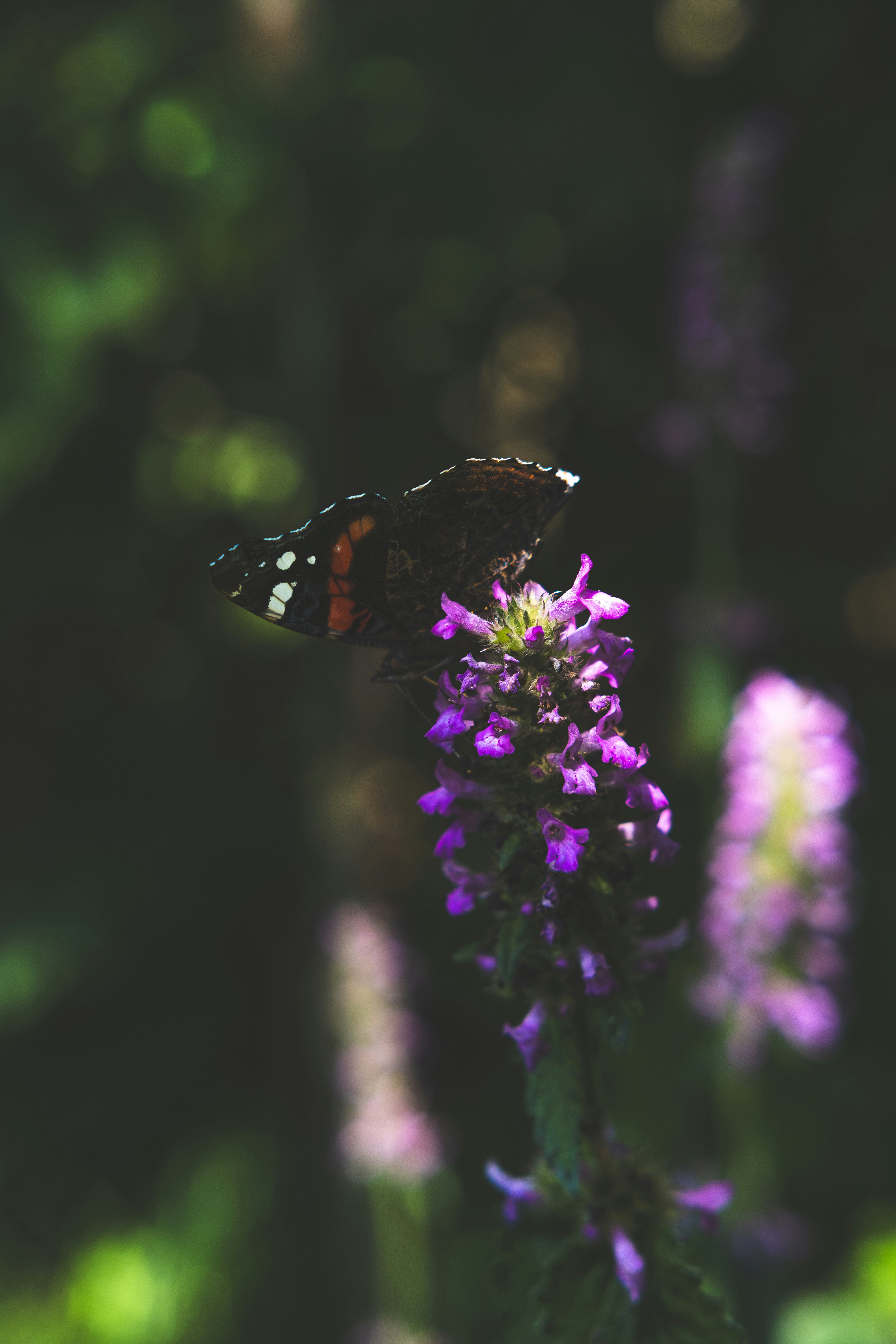 Dusk-winged Visitor: A Common Flutter on Lavender Spires