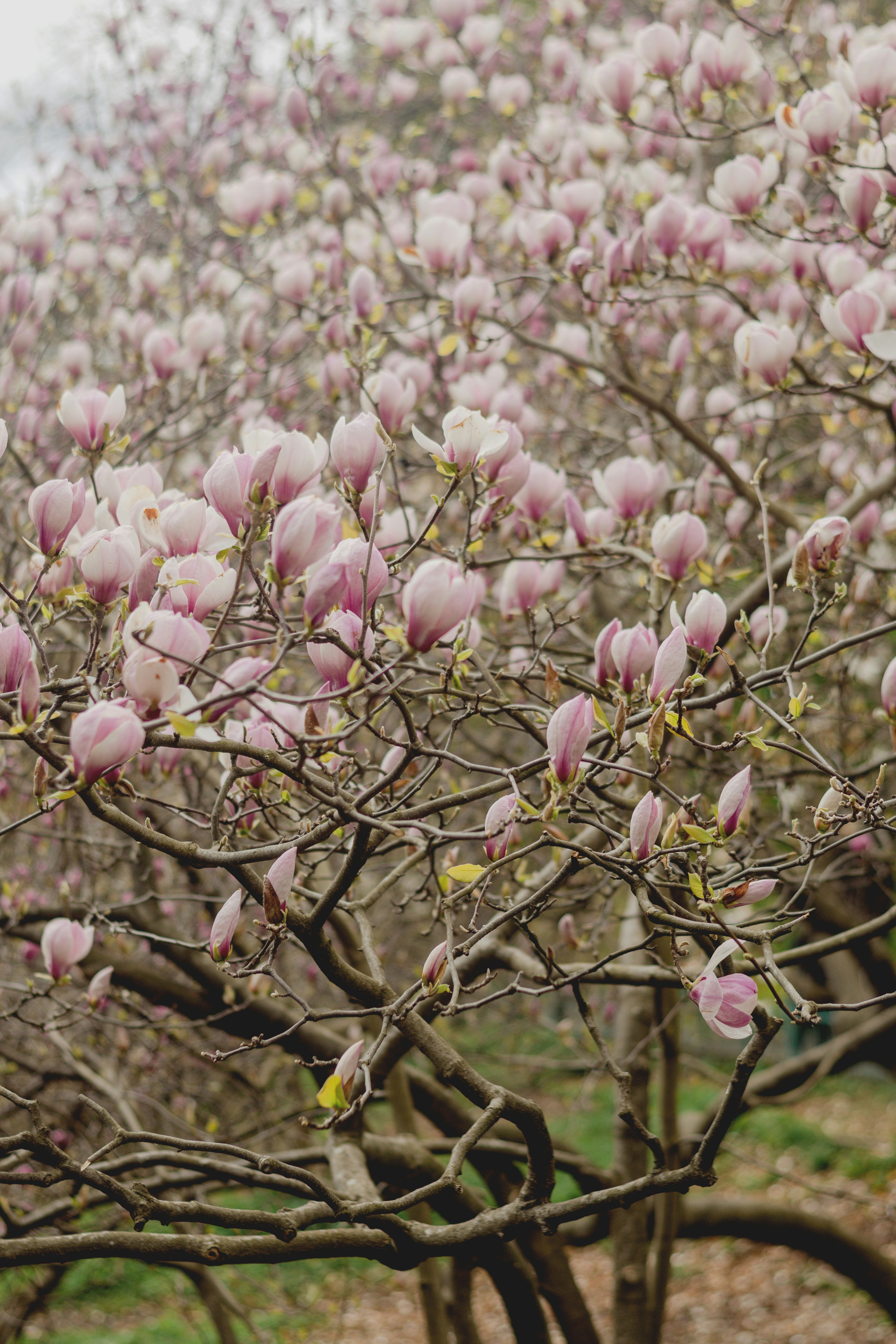 Soft Pink Magnolia Chorus in a Quiet Orchard