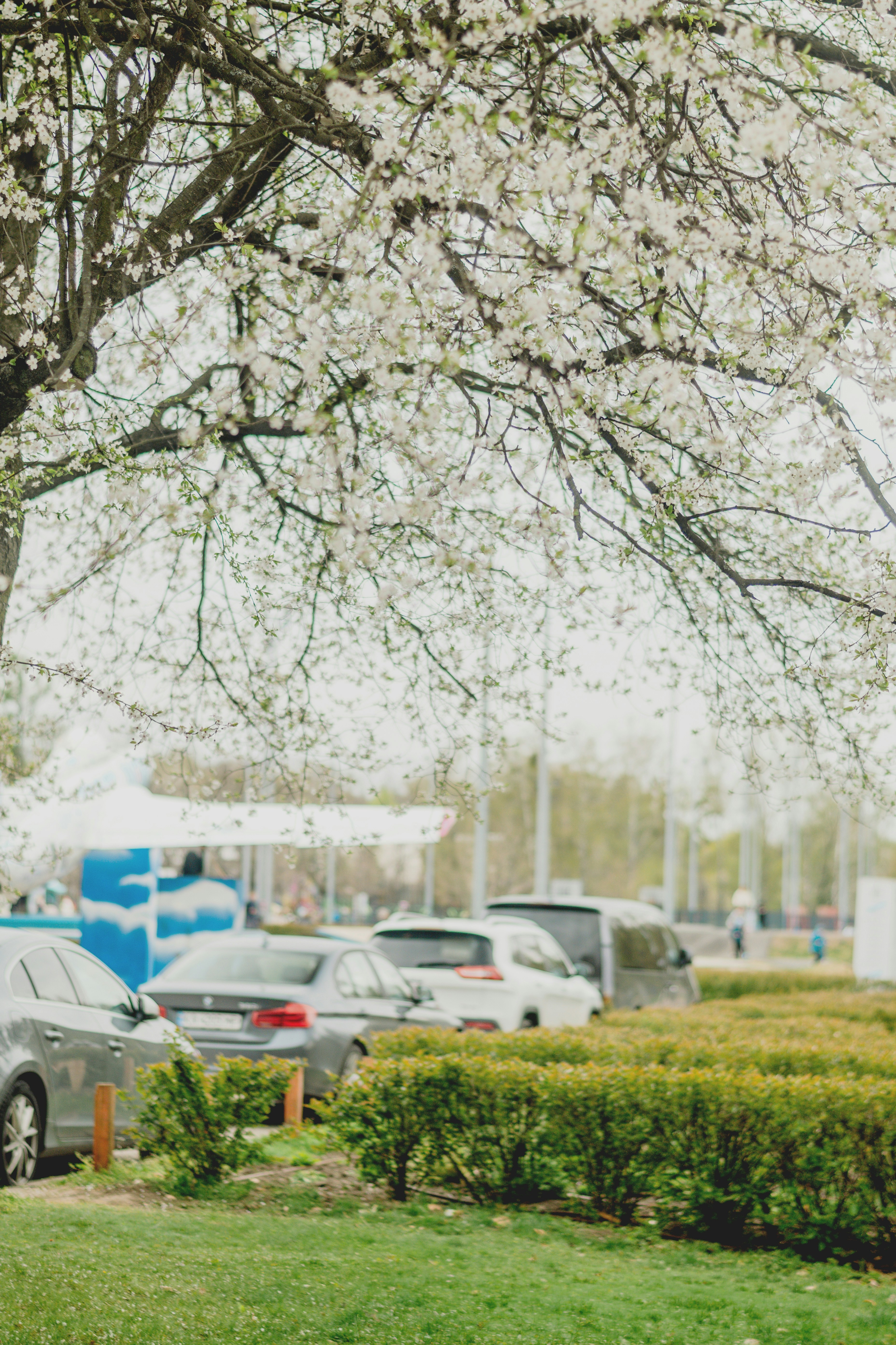 Blossoms Over the Parking Lot