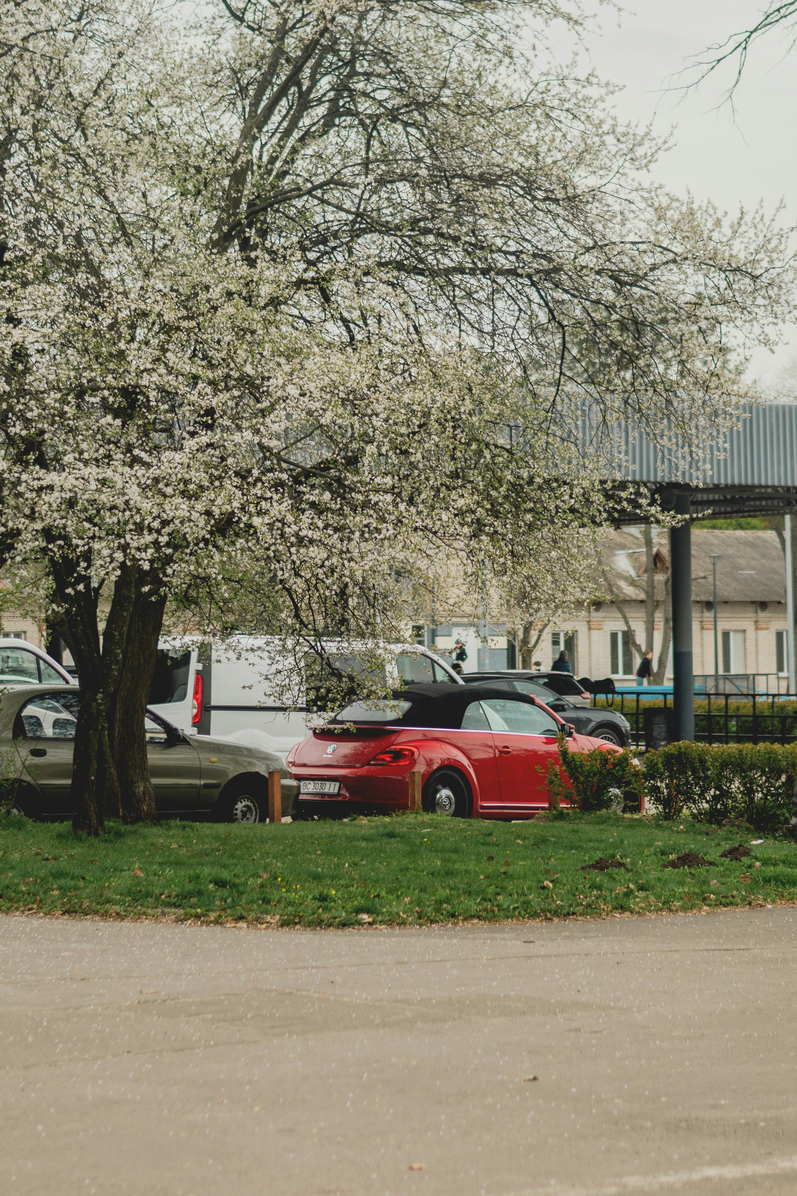 Spring Blossom Over a Parked Row