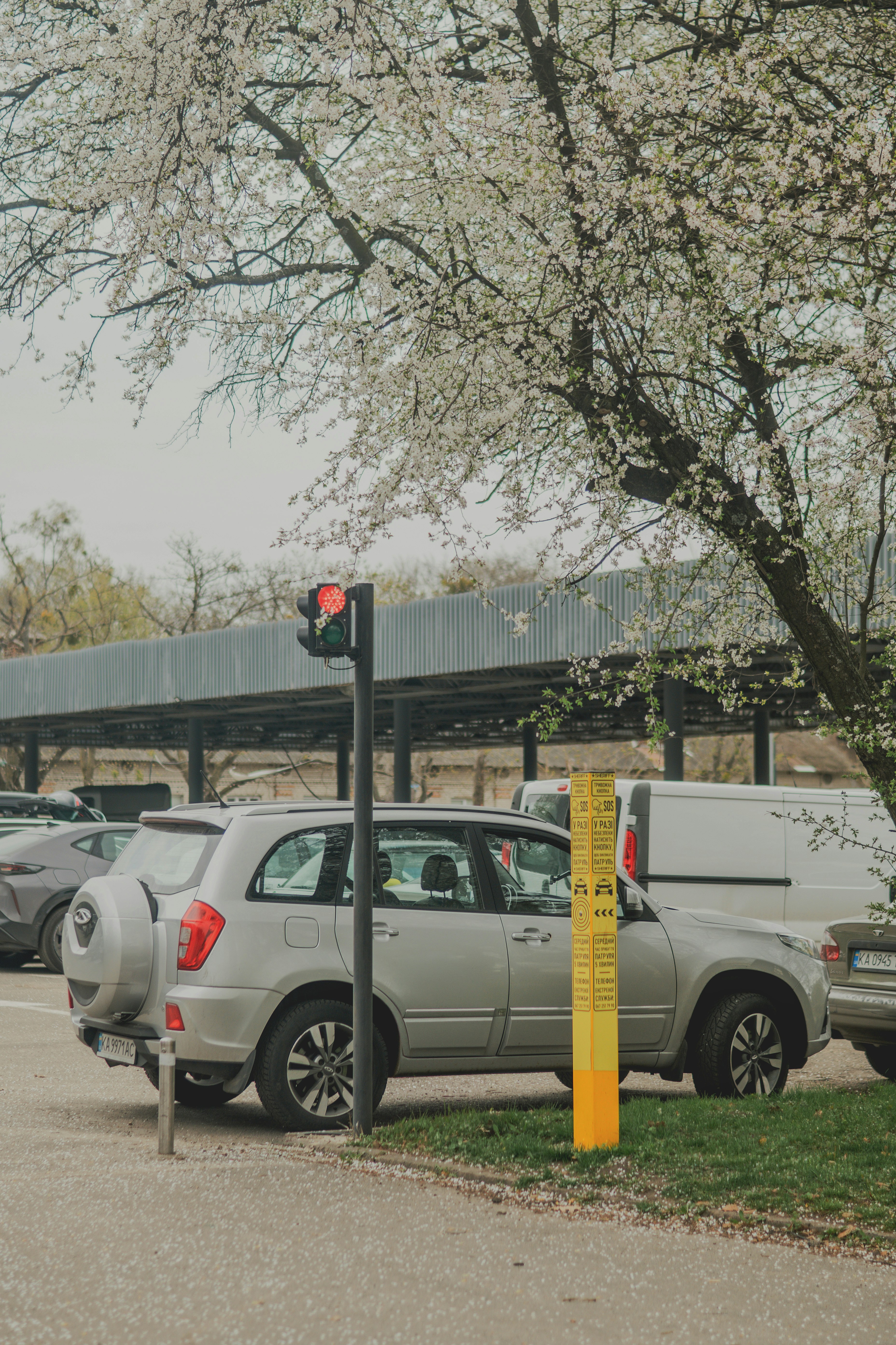 Spring Crossing: A Quiet Parking Lot Under Blossoms