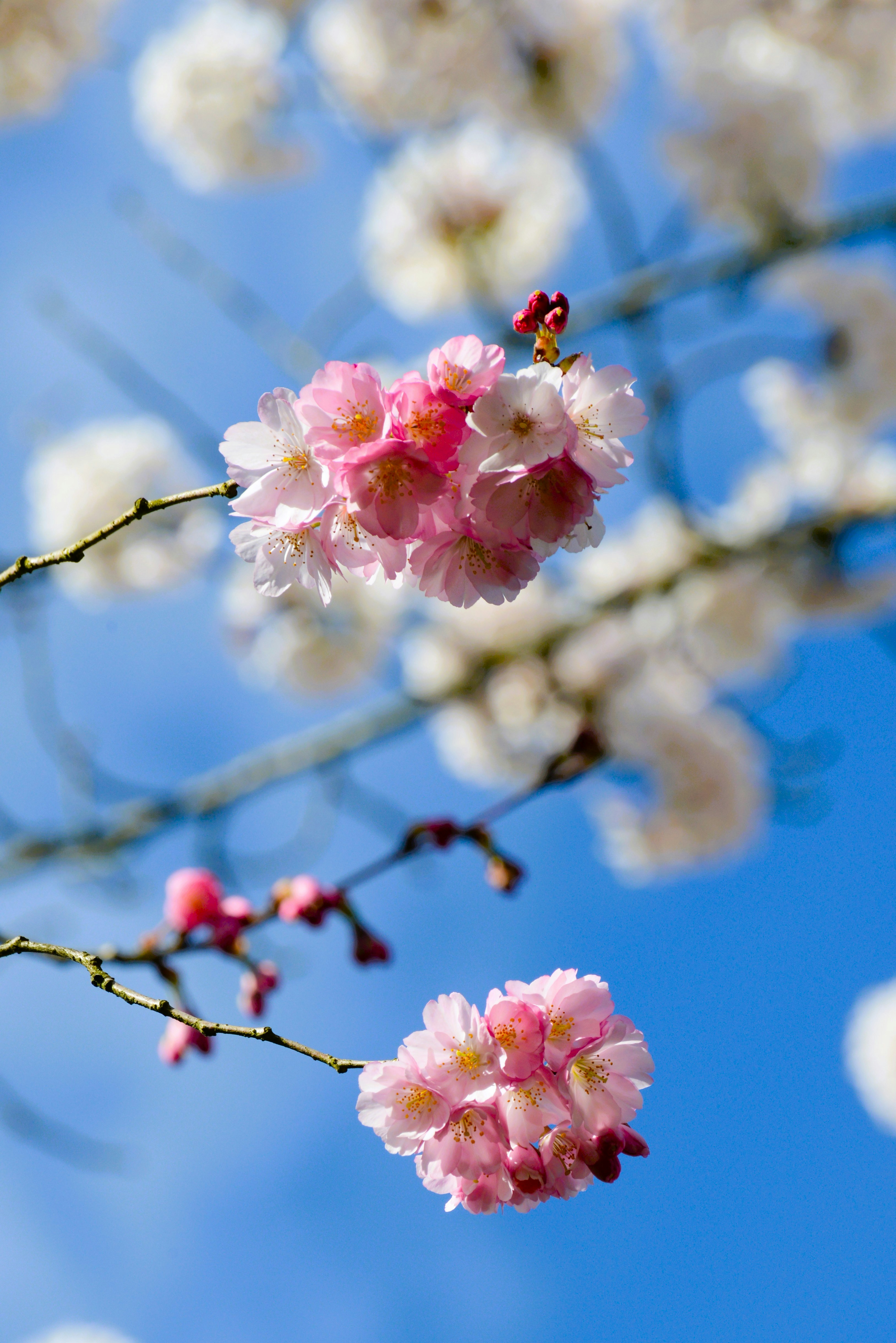 Blossoms in the Blue: A Sharp Close-Up of Cherry Petals Against Sky