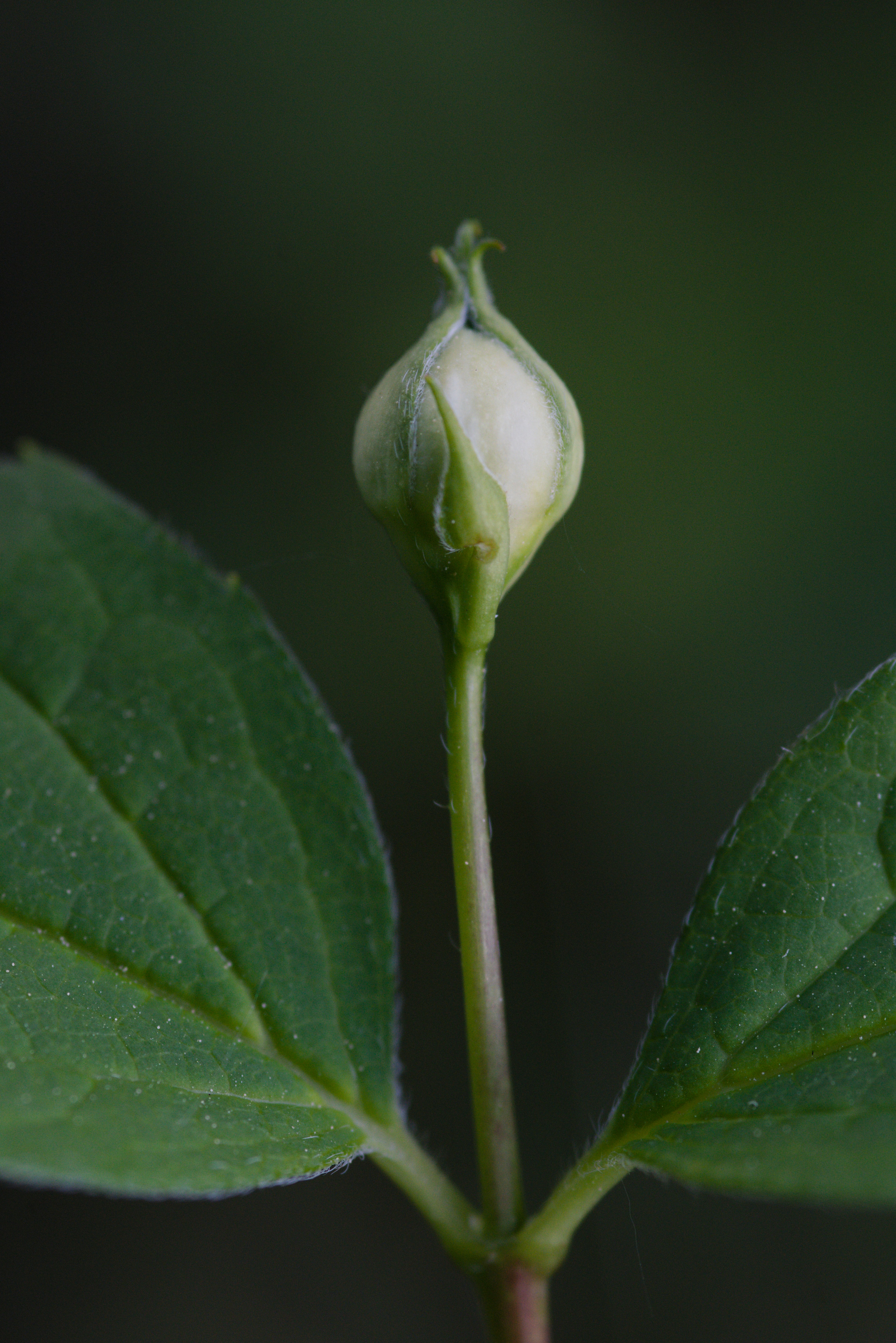 Bud at the Center: A Delicate Green Capsule Ready to Bloom