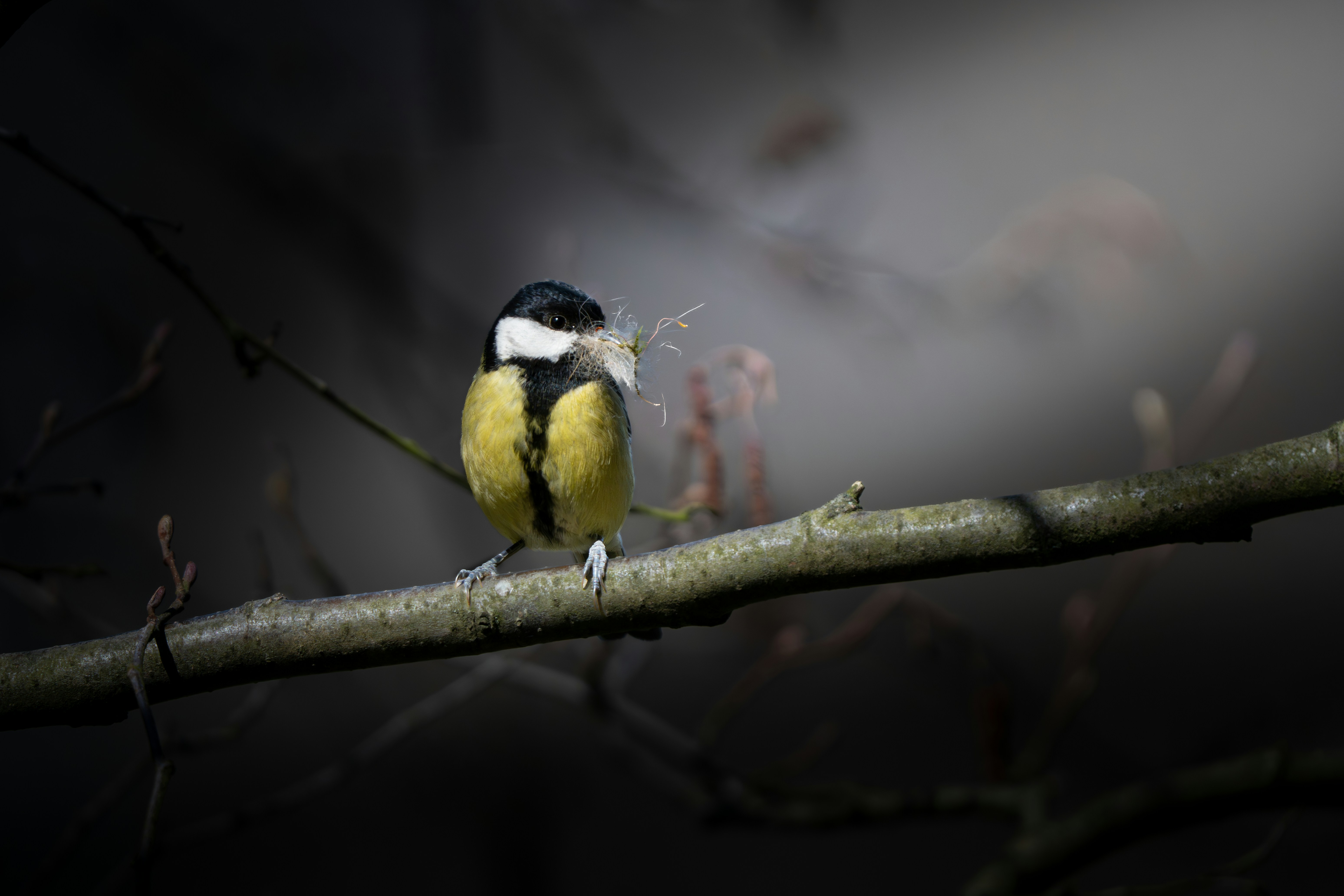Tiny Bird on a Quiet Branch: A Moment of Morning Light