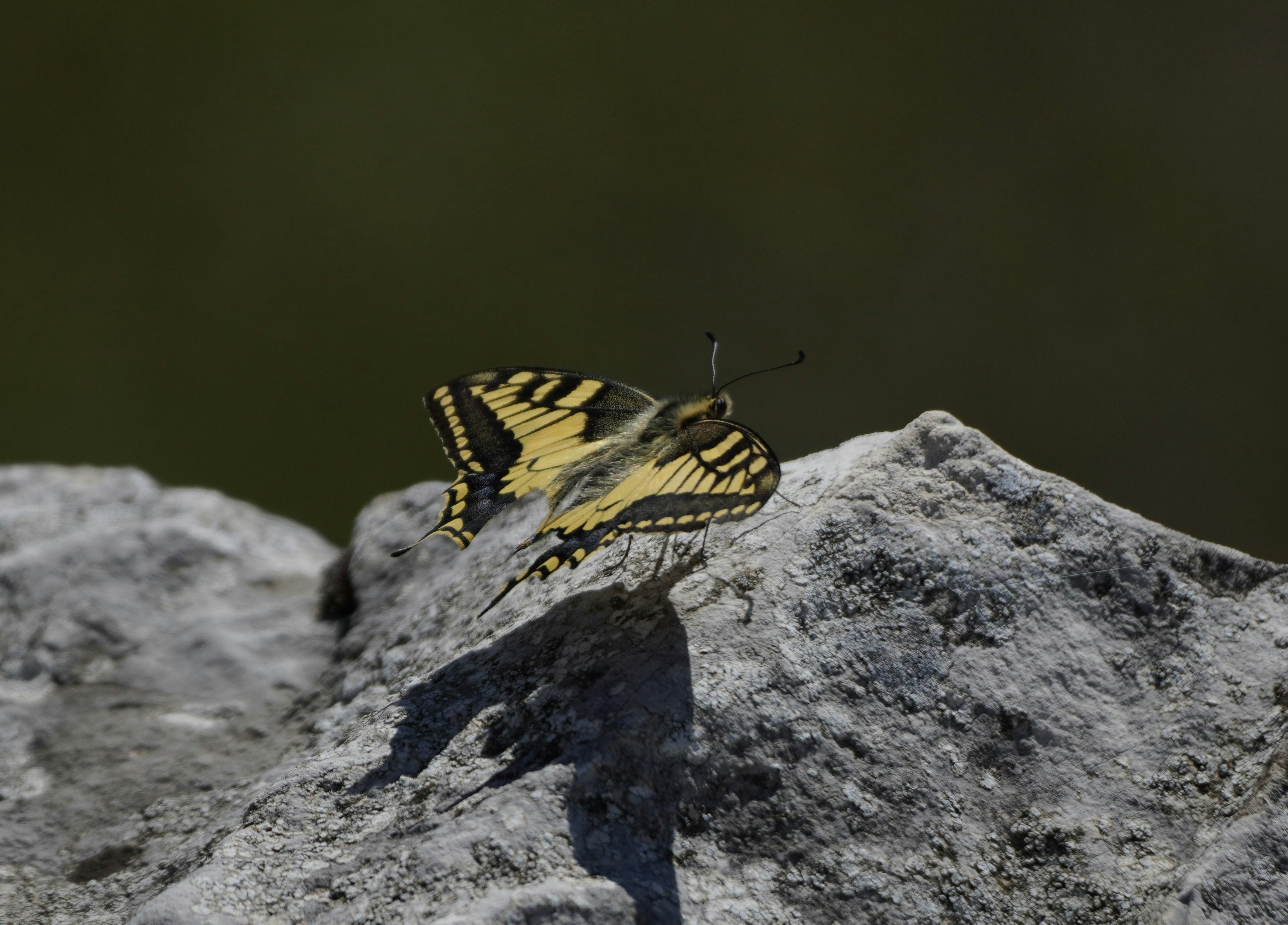 Butterfly on Weathered Rock: Stripes of Light and Shadow