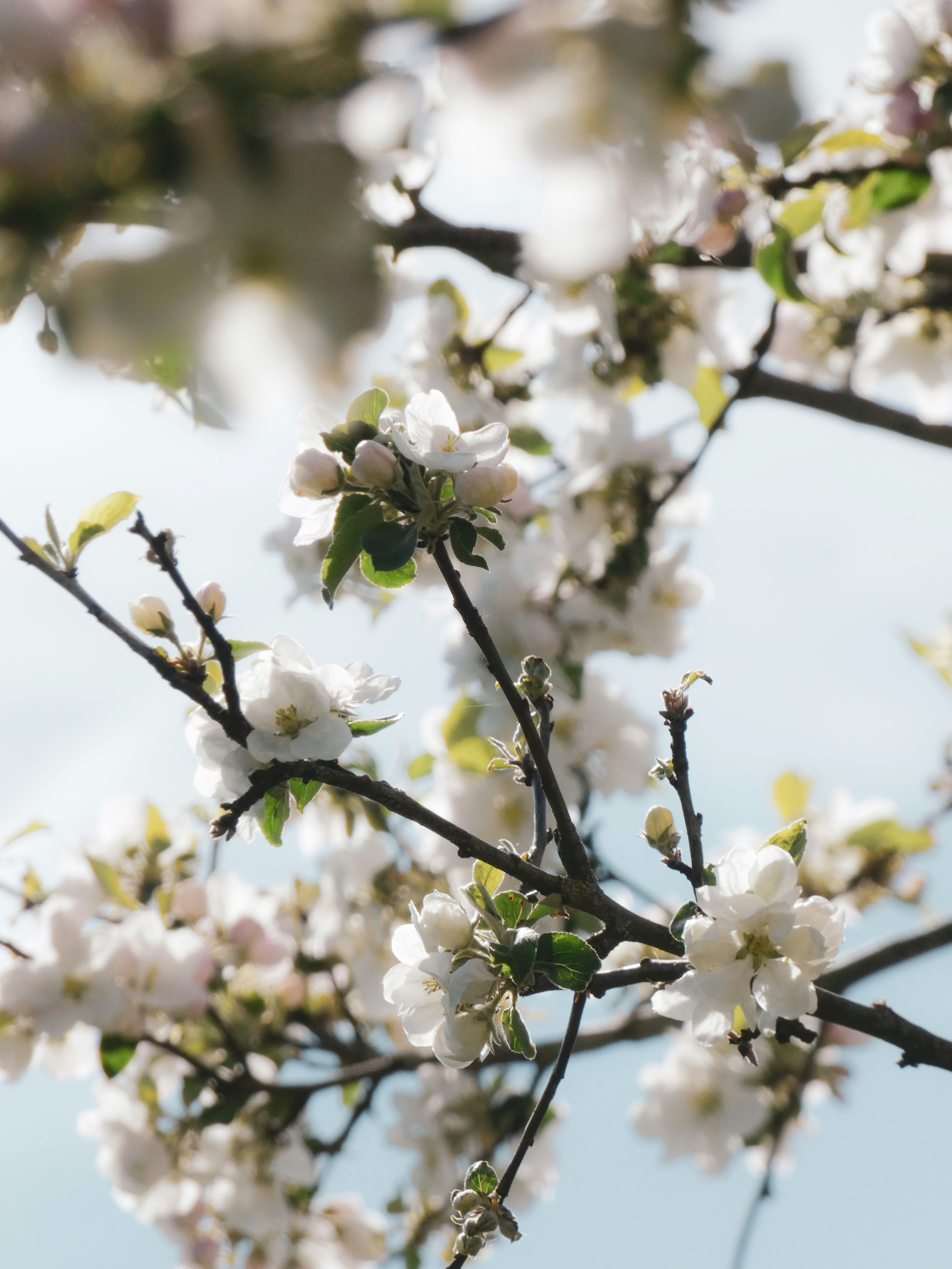 Blossoms in Sunlight: A Close-Up of Spring’s Quiet Bloom