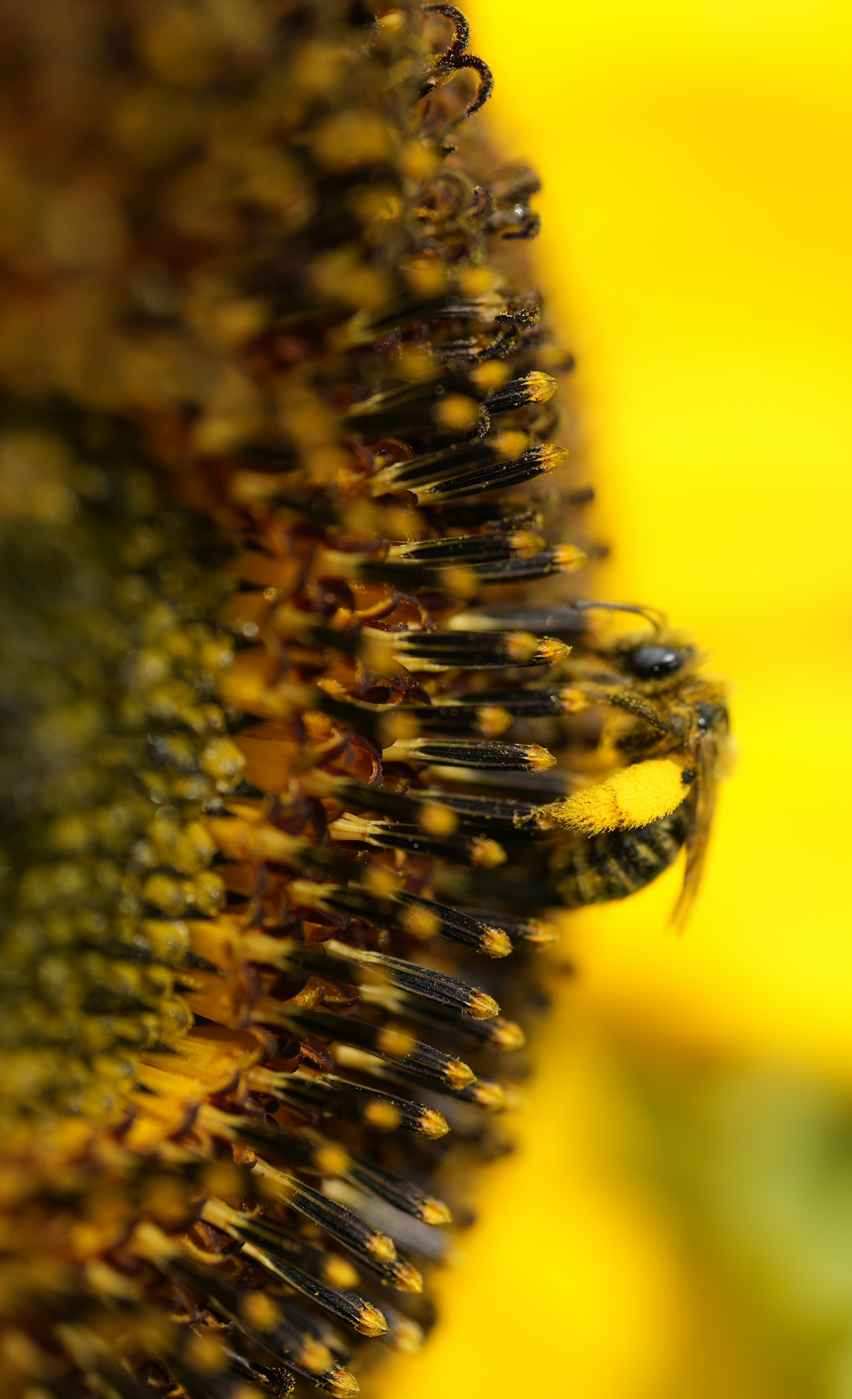 Close-Up of a Bumblebee foraging on a Sunflower