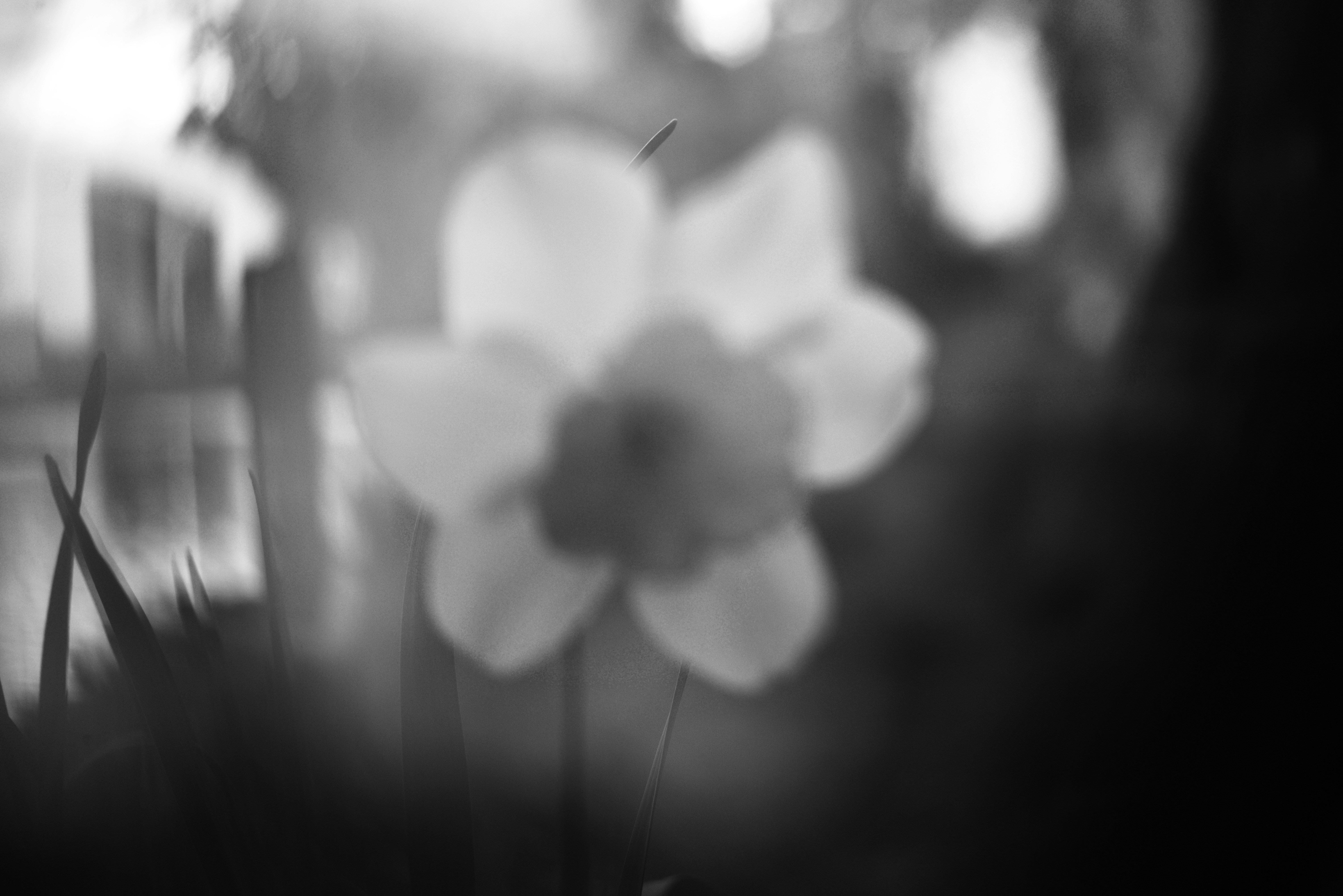 Soft Bloom: A Blur of Petals in Quiet Light