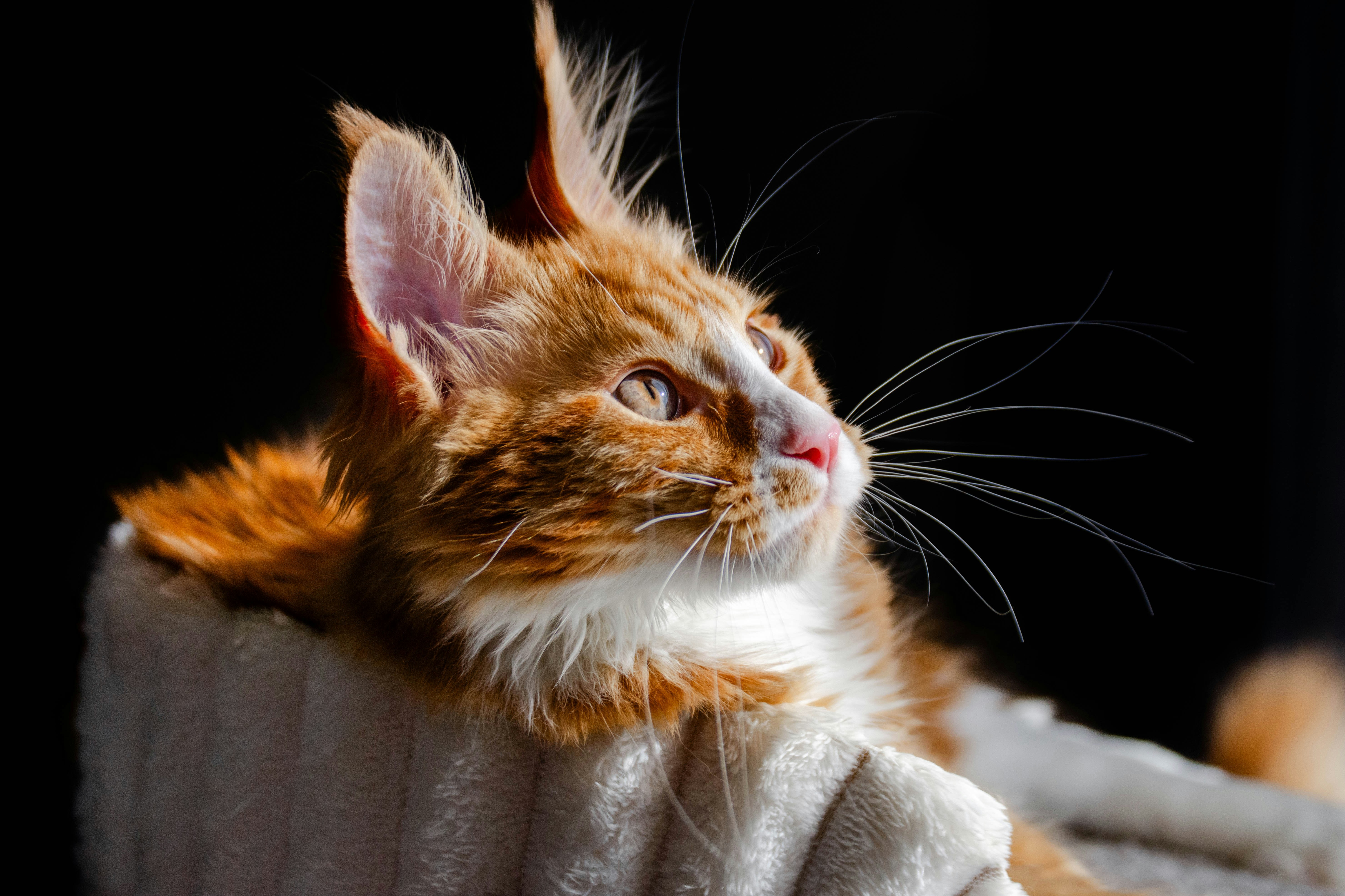 Orange Tabby in Soft Spotlight: Whiskers Reaching for the Light
