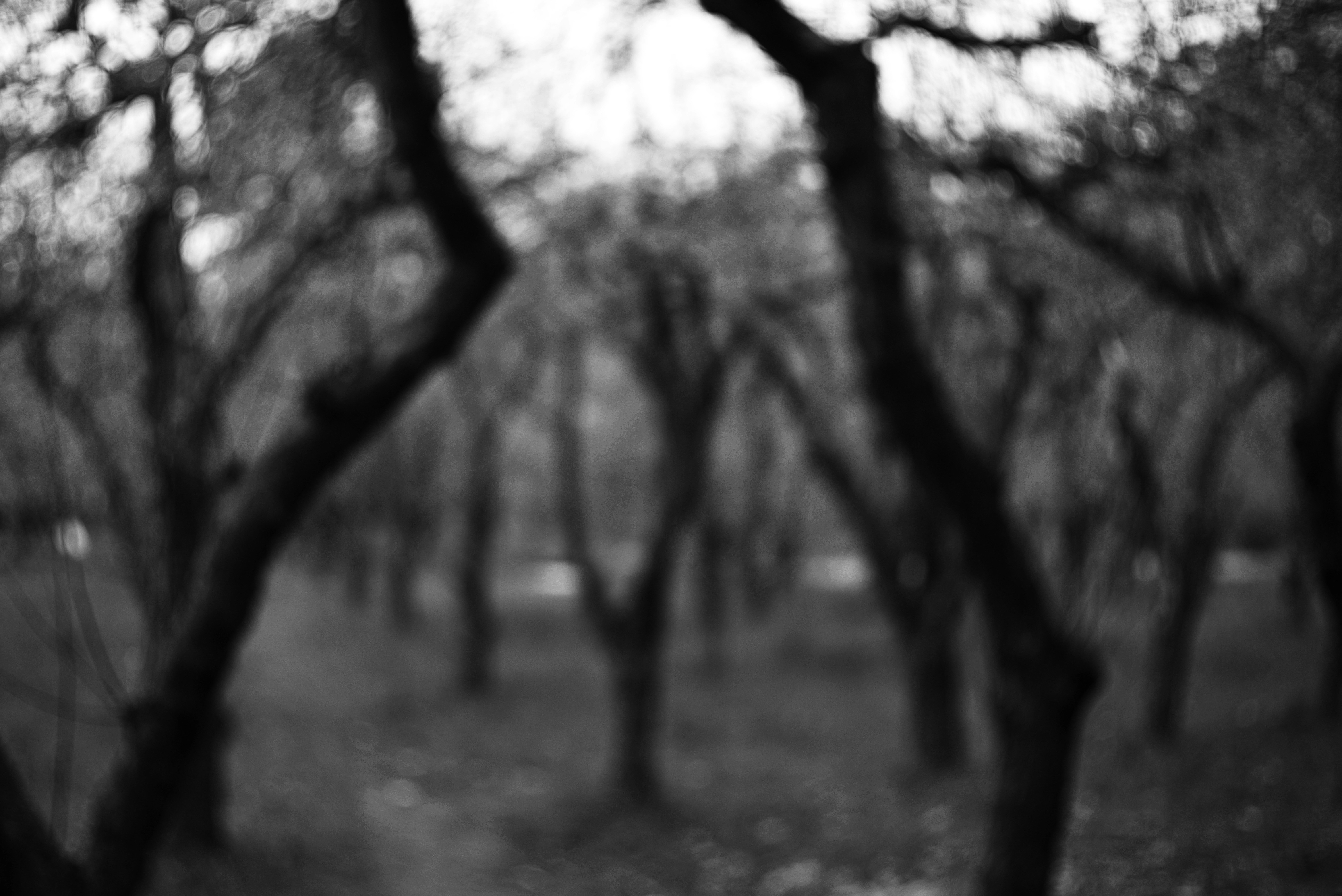 Blurry Orchard Pathway: A Quiet Walk Through Dim Light