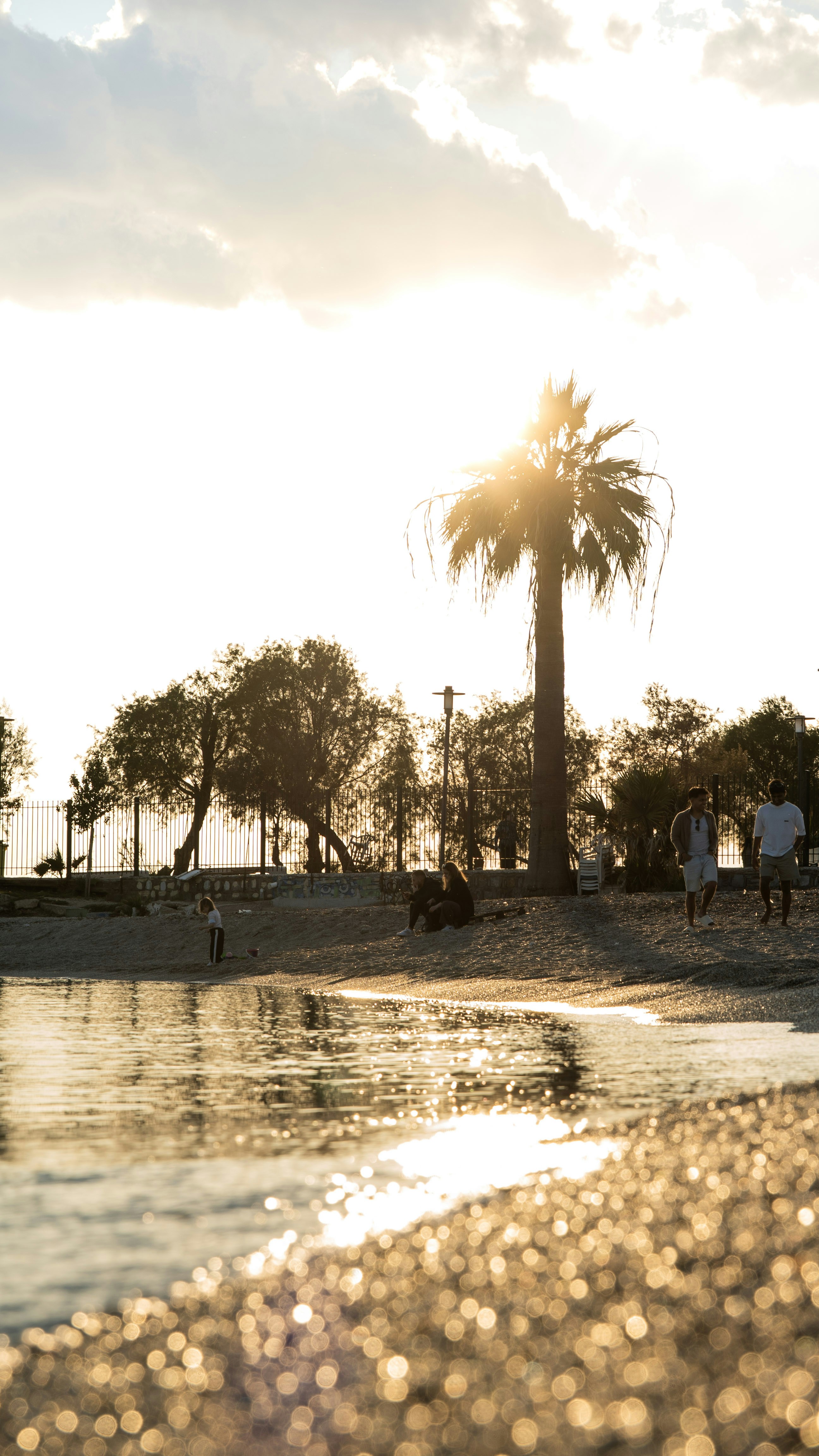 Palm tree on a beach with people enjoying the sunset.