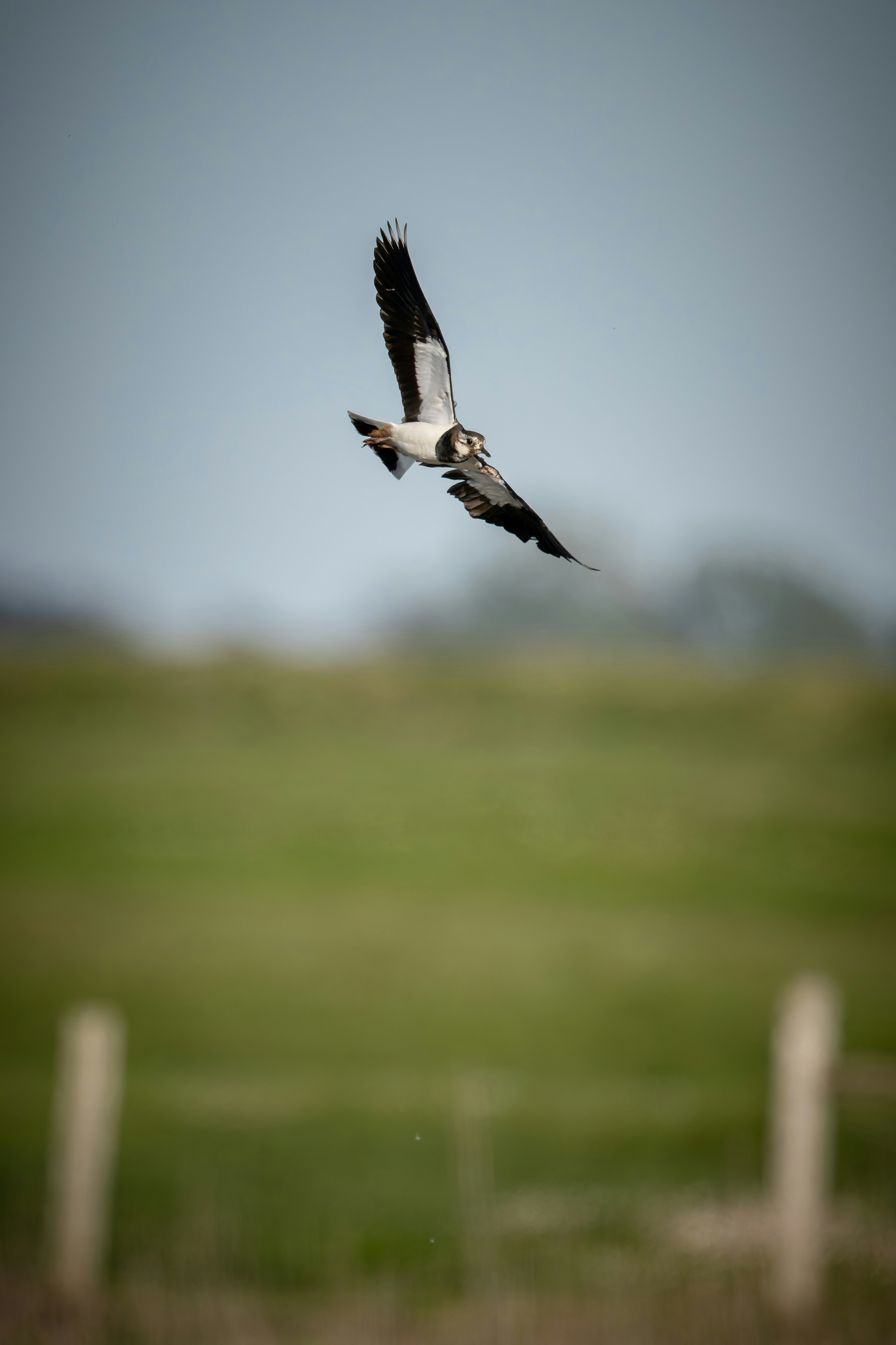 Eagle in a Broad Descent