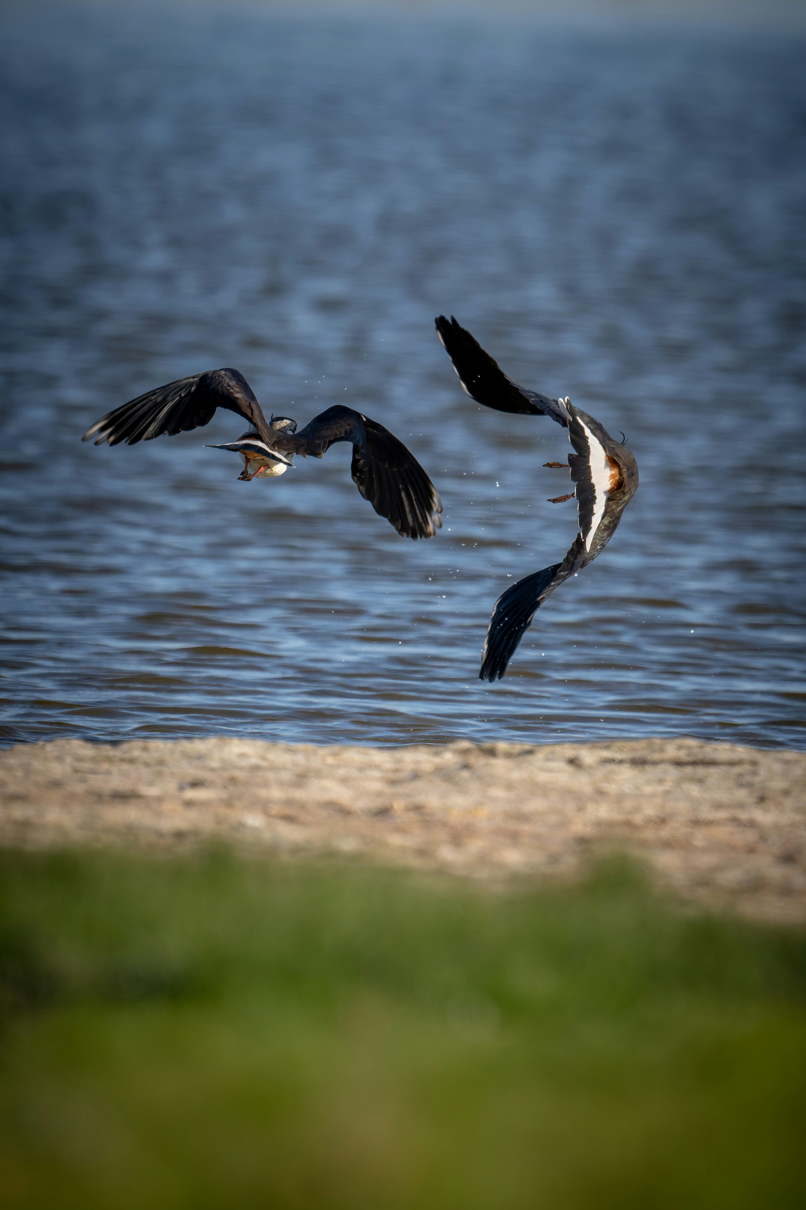 Winged Vignette: Duel over Shoreline