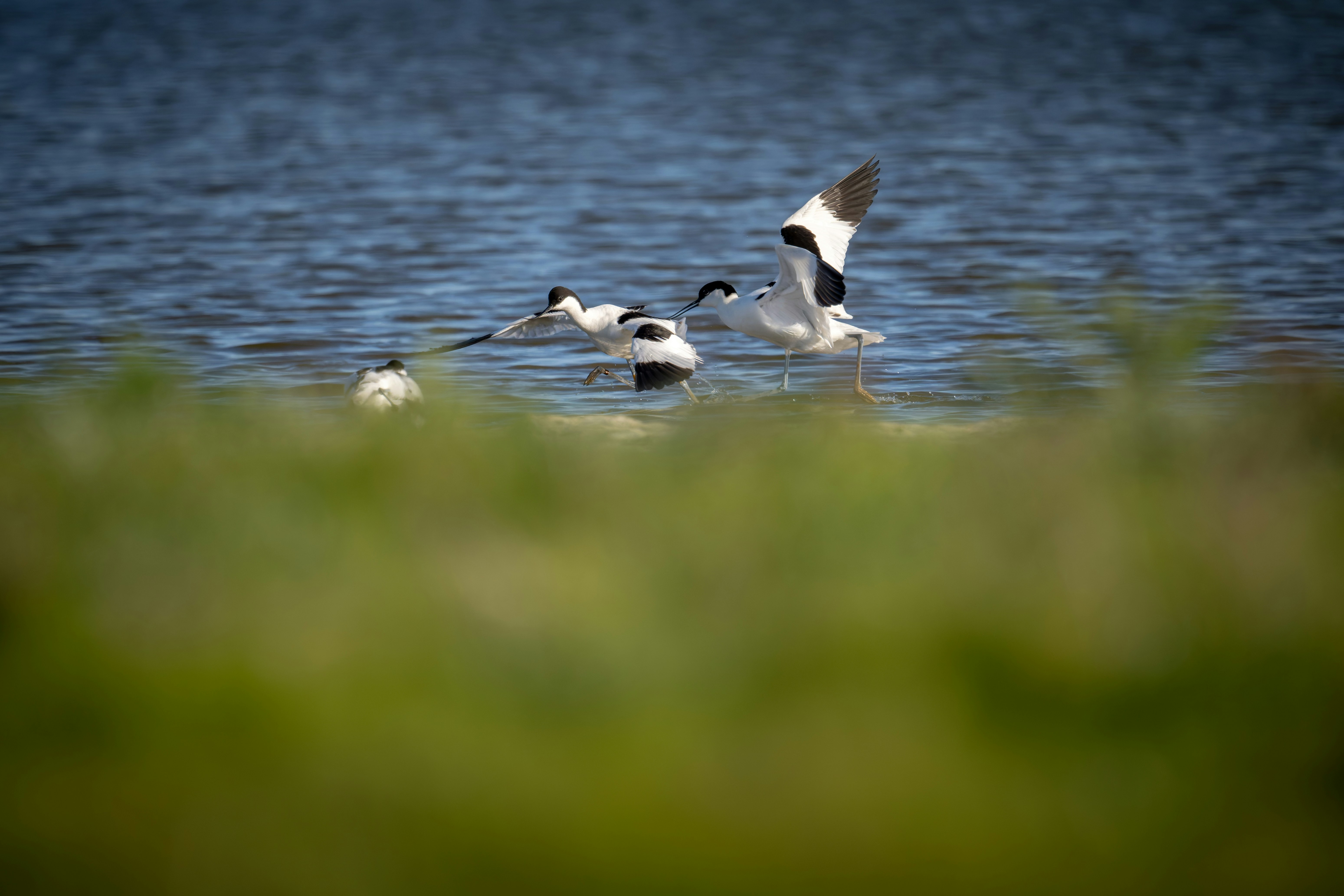 Winged Trio: A Quiet Landing over Calm Water