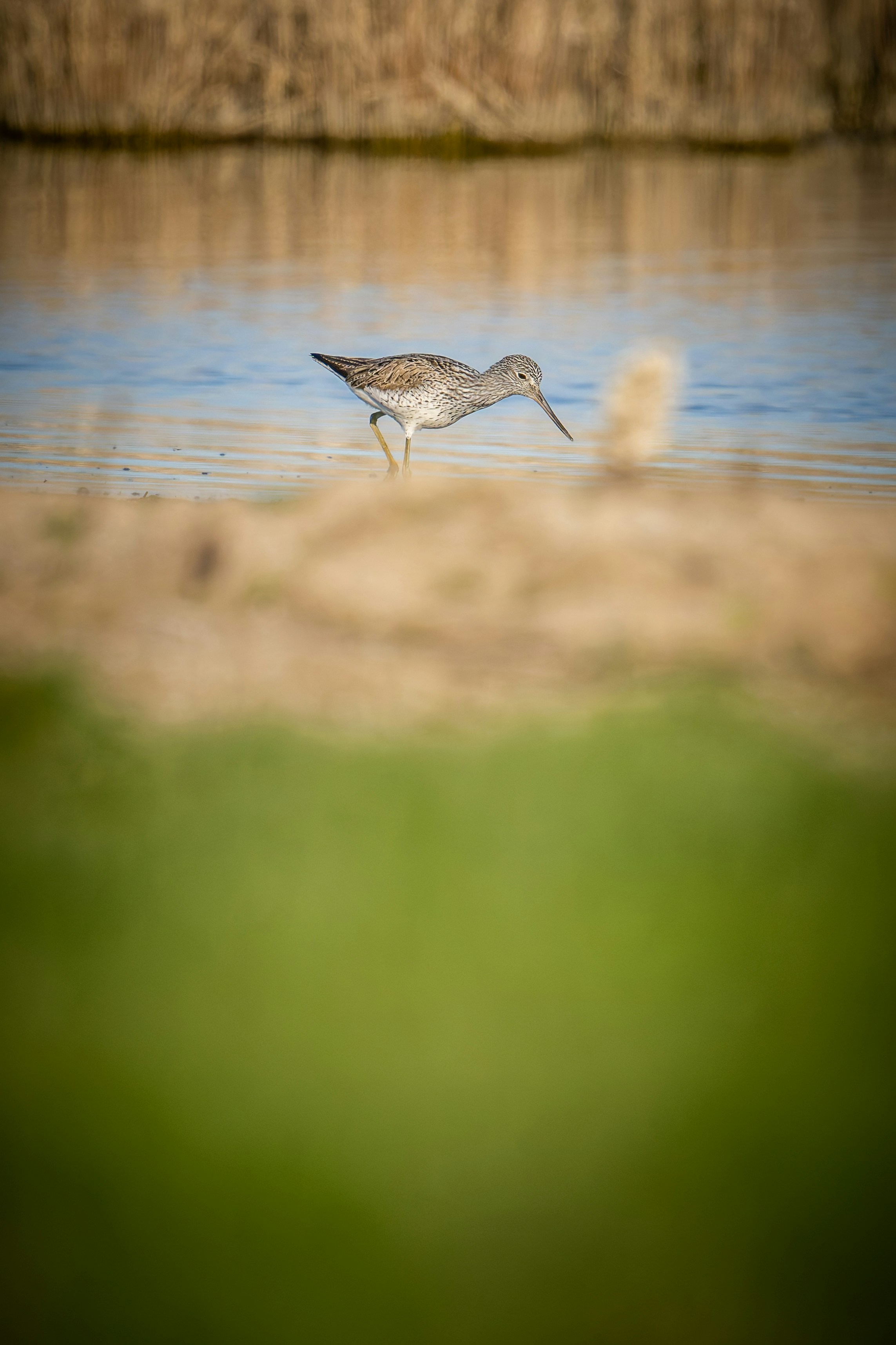 Wading Shoreline Stilt