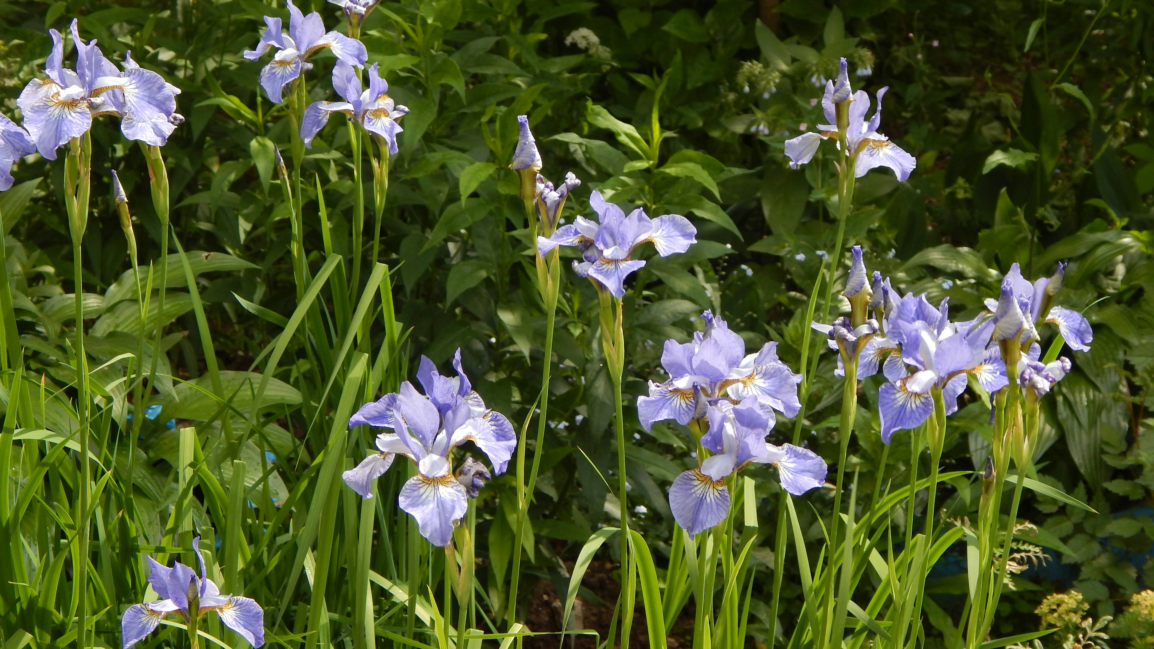 Lavender Irises in a Quiet Green Border