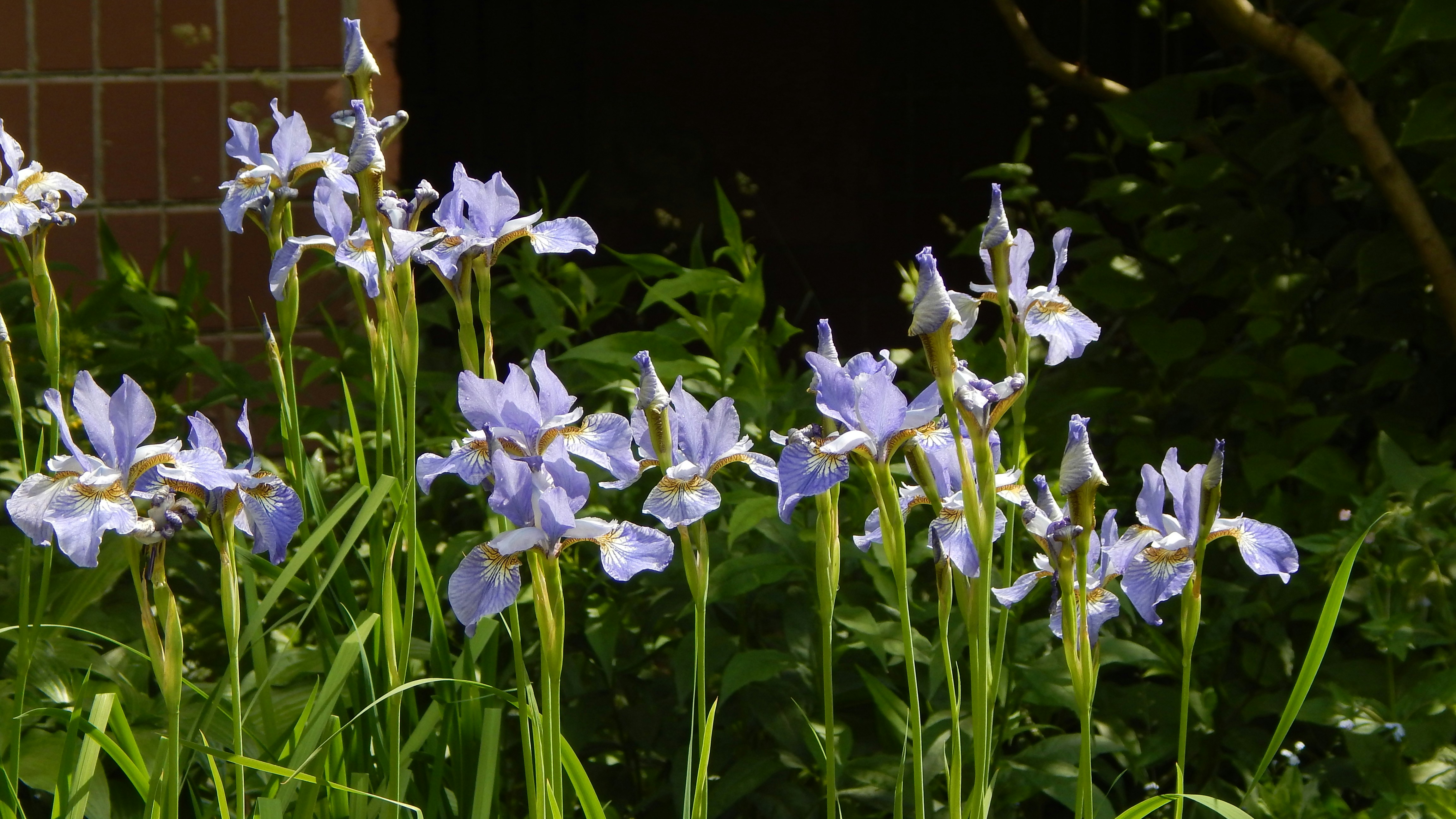 Lavender Iris Border in Soft Backlight