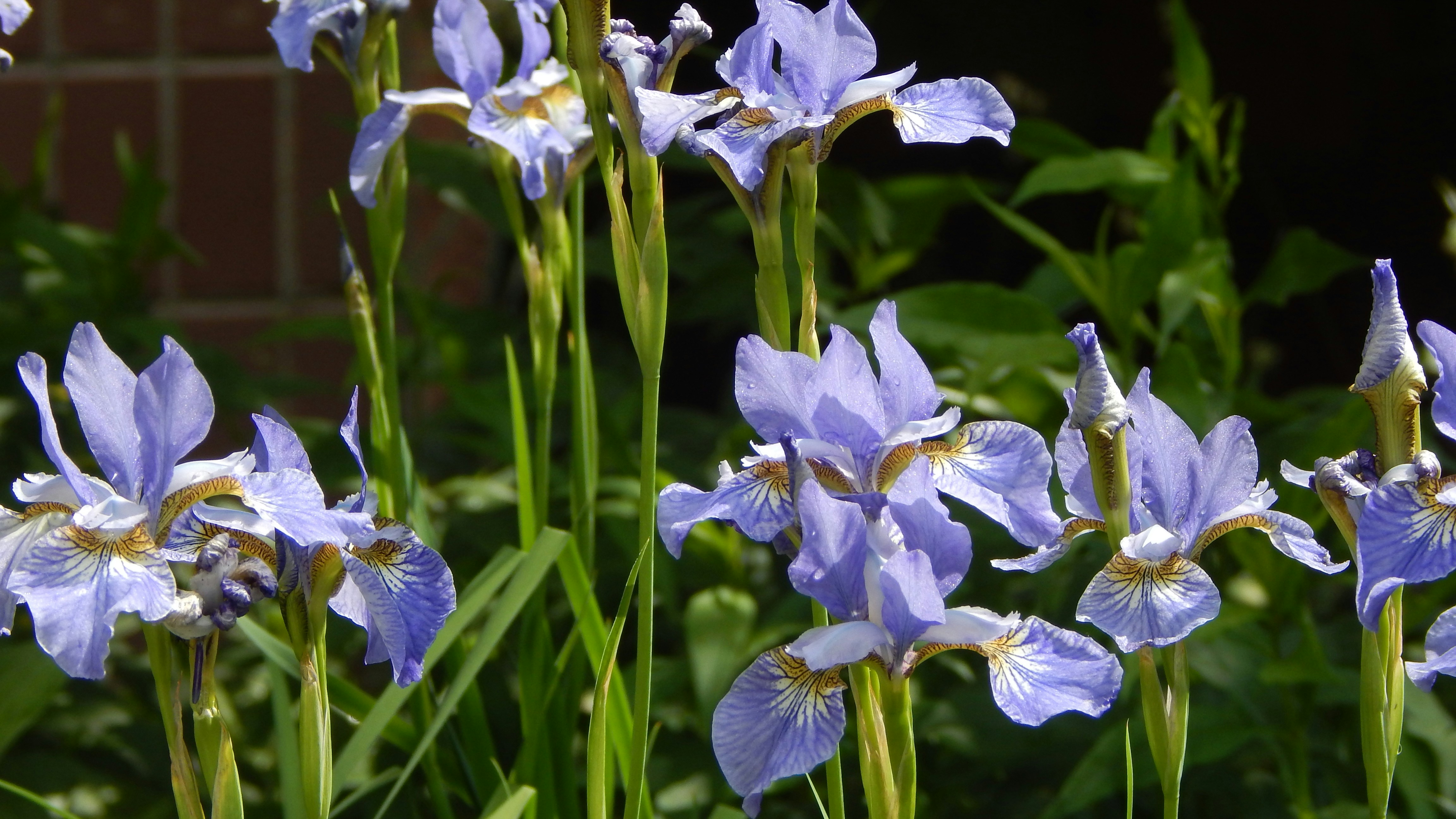 Lavender Irises in Morning Light