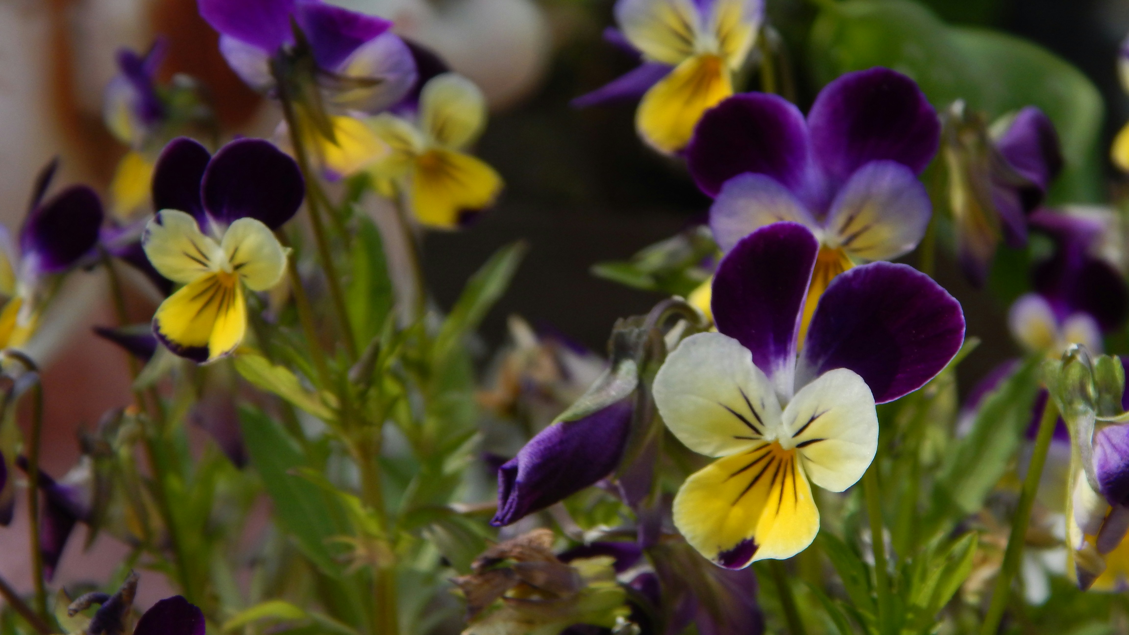 Vibrant pansies in a sunlit garden
