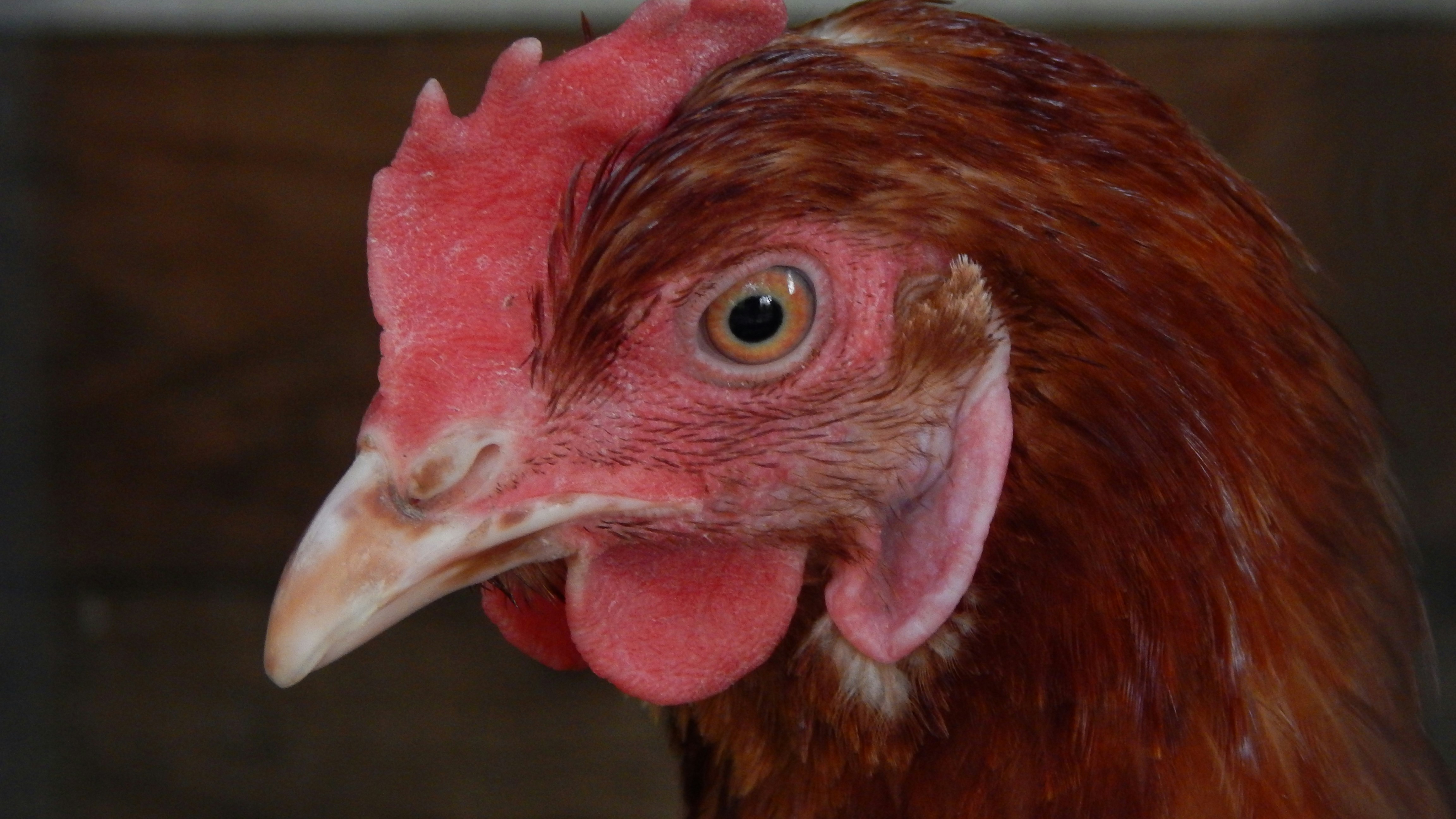 Close-Up of a Red Comb and Eye on a Hen