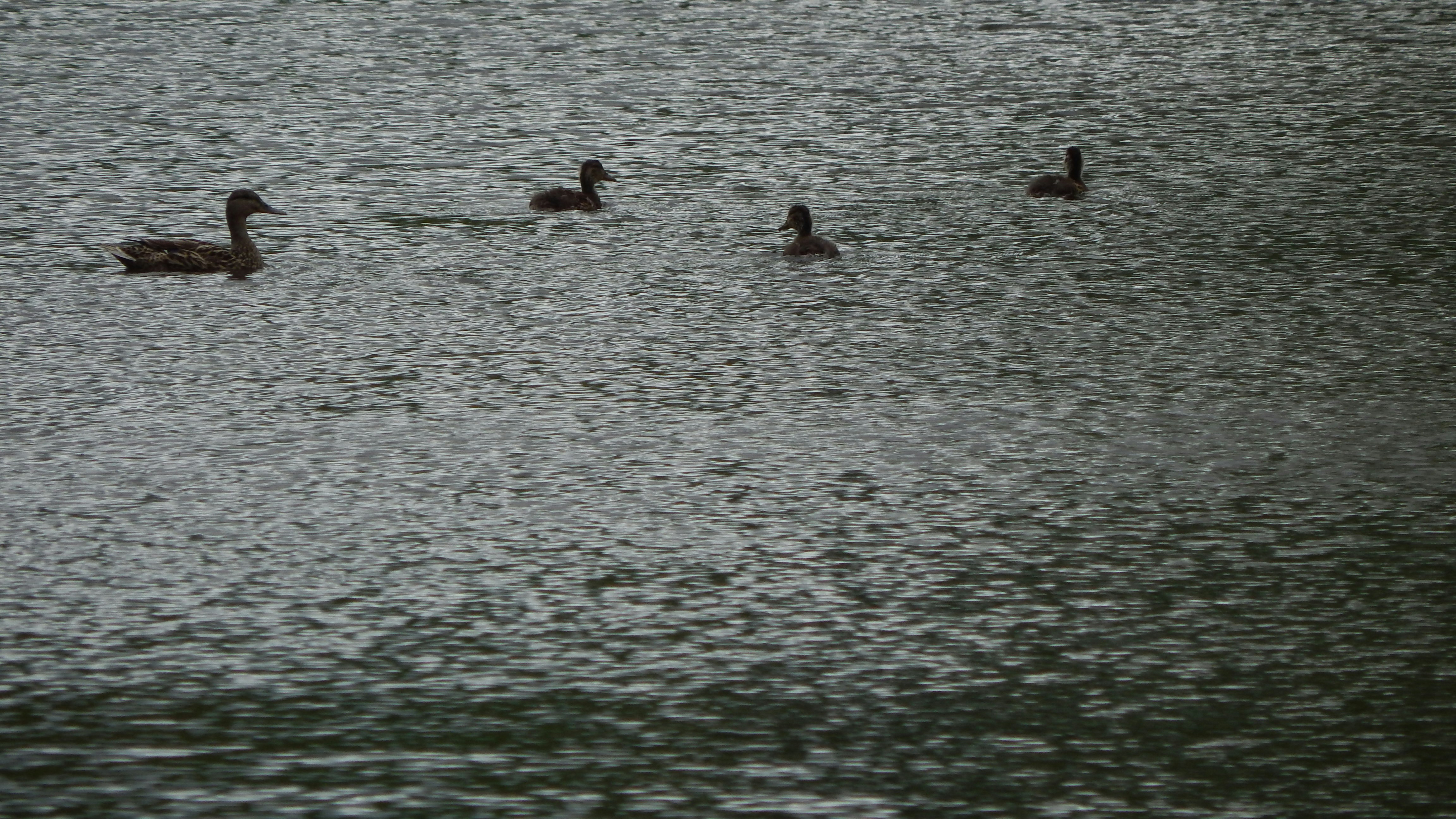 Quaternity of Quackers: Ducks Glide Across a Dappled Lake
