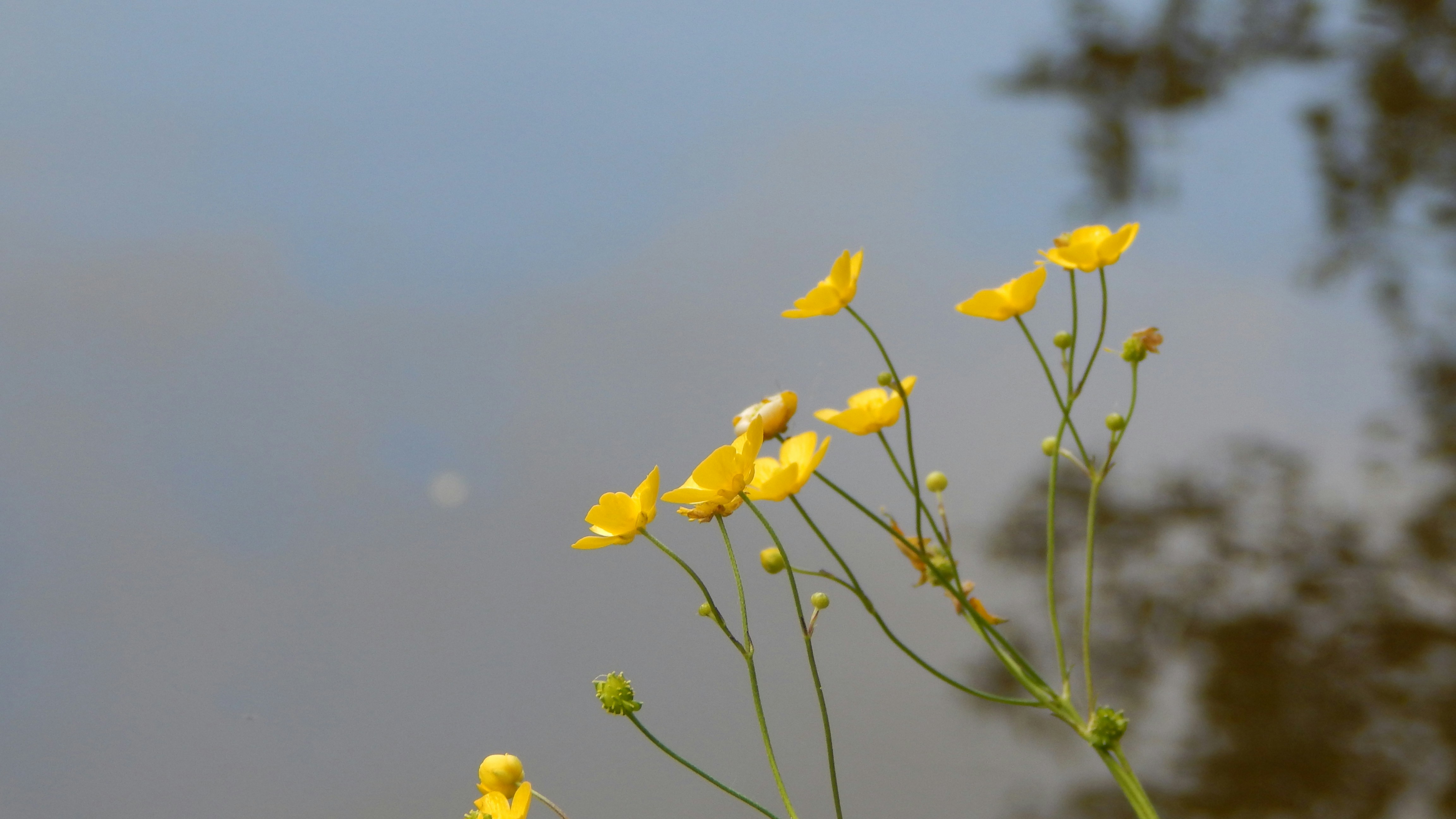 Yellow Crests at the Water’s Edge