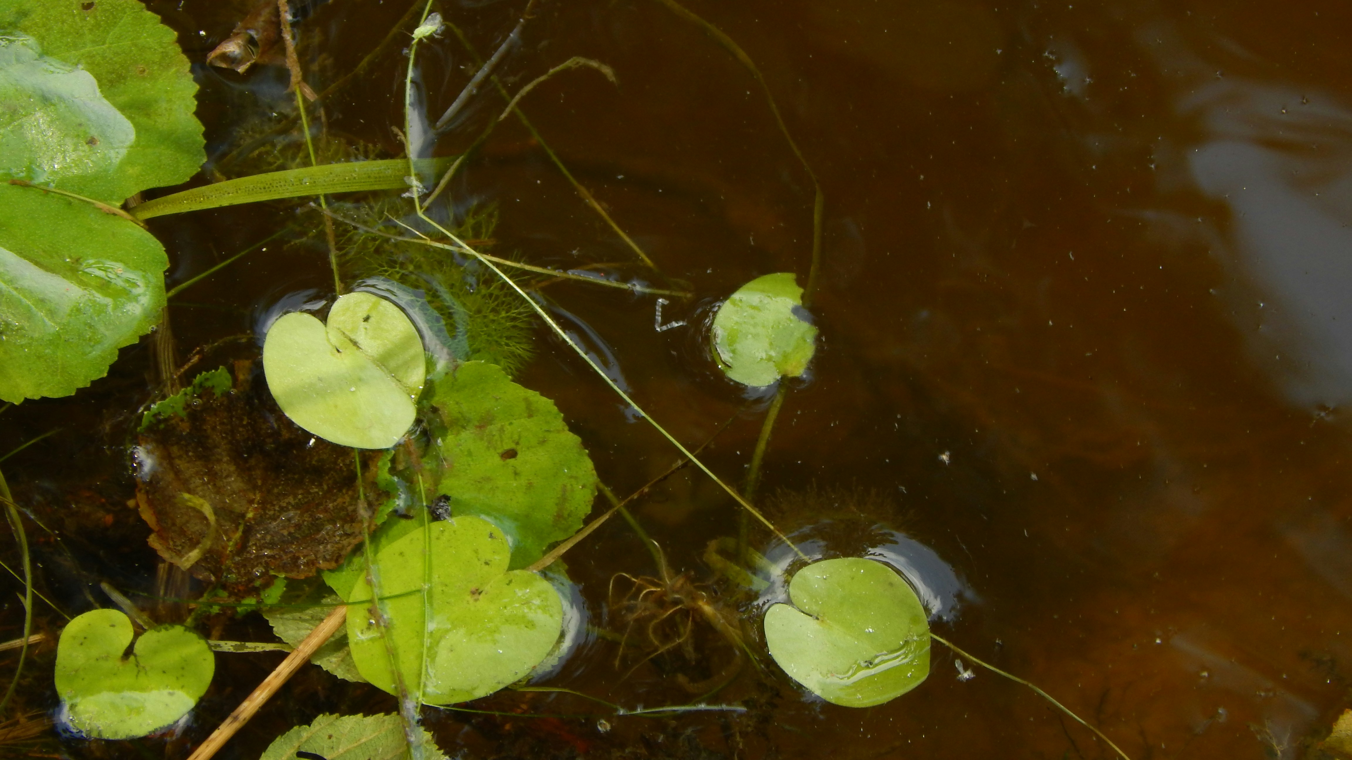 Emerald Lilypad Intersection on Reflective Pond