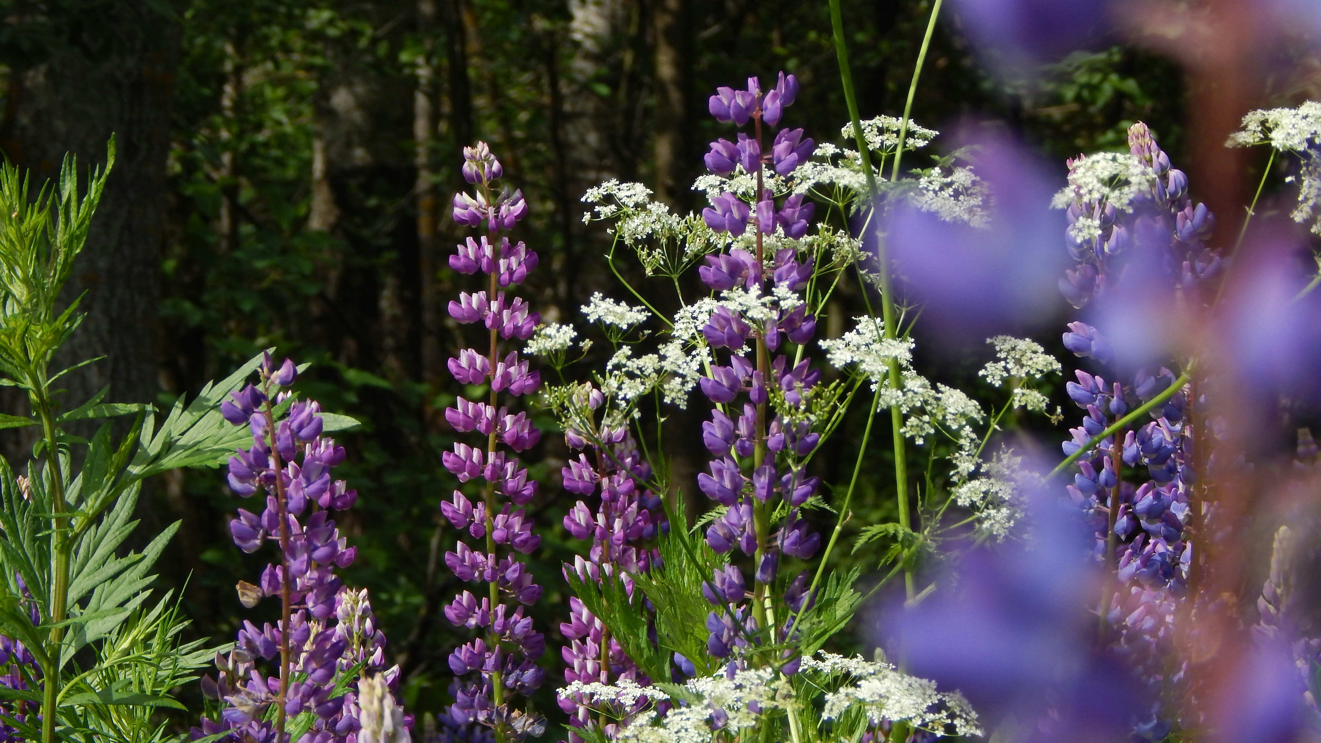 Purple foxglove meadow framed by white blossoms in a sunlit garden