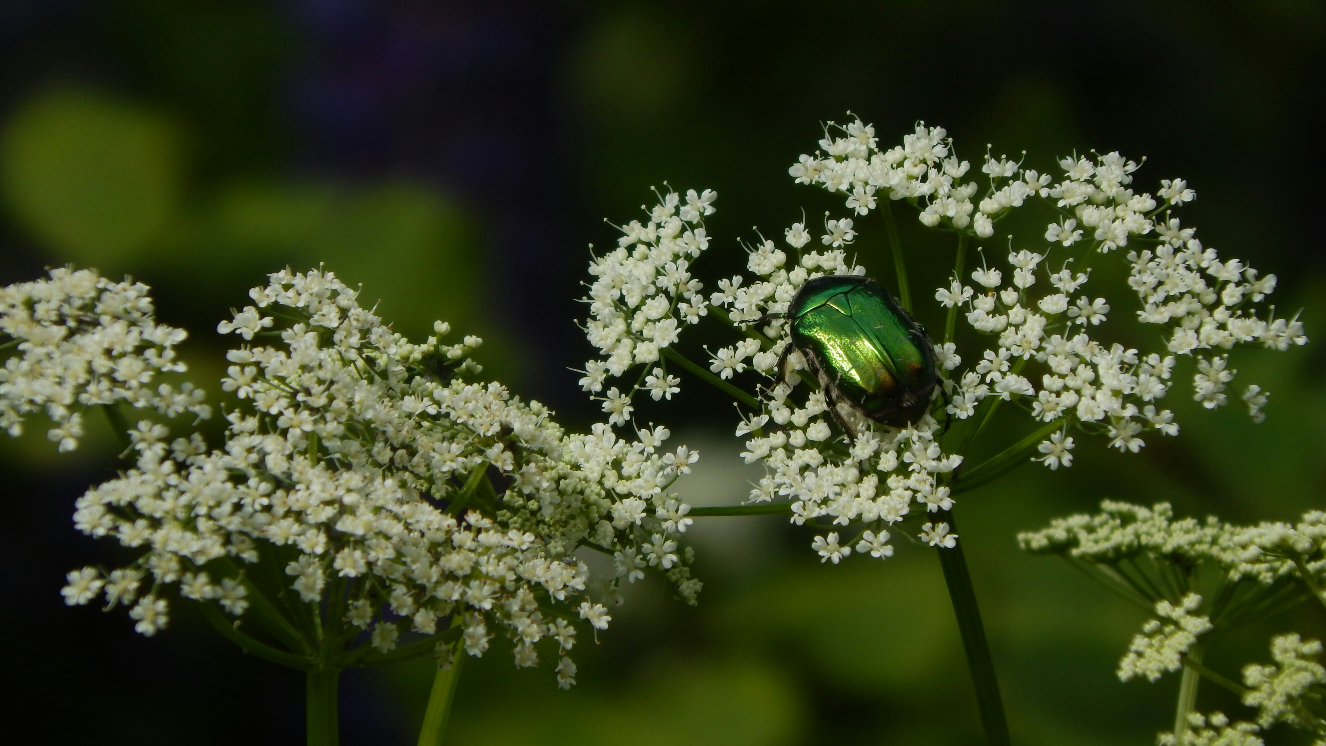 Emerald Scarab on White Umbel: A Close Encounter
