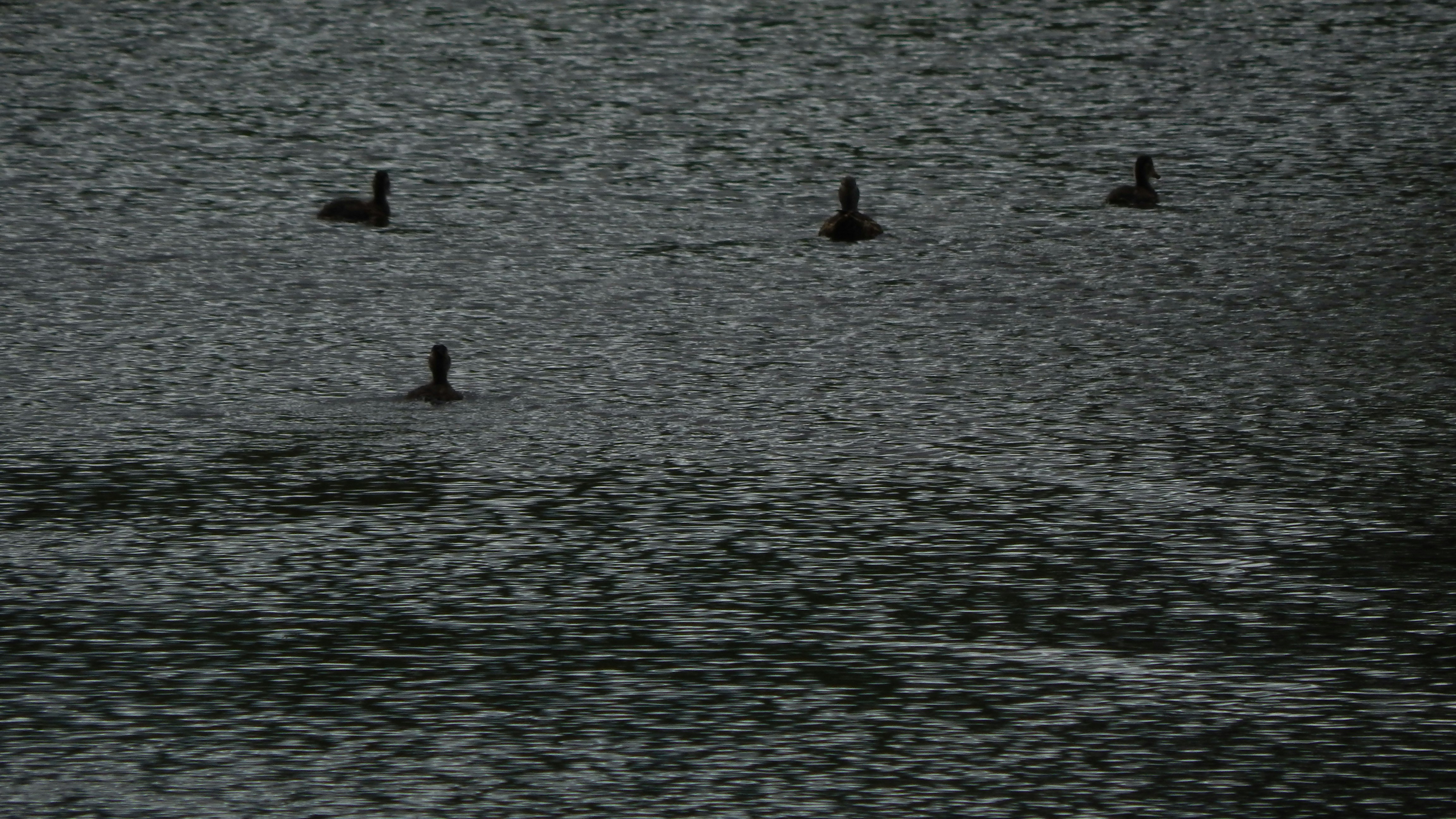 Muted Vessels: Ducks Skimming a Quiet Dusk Lake