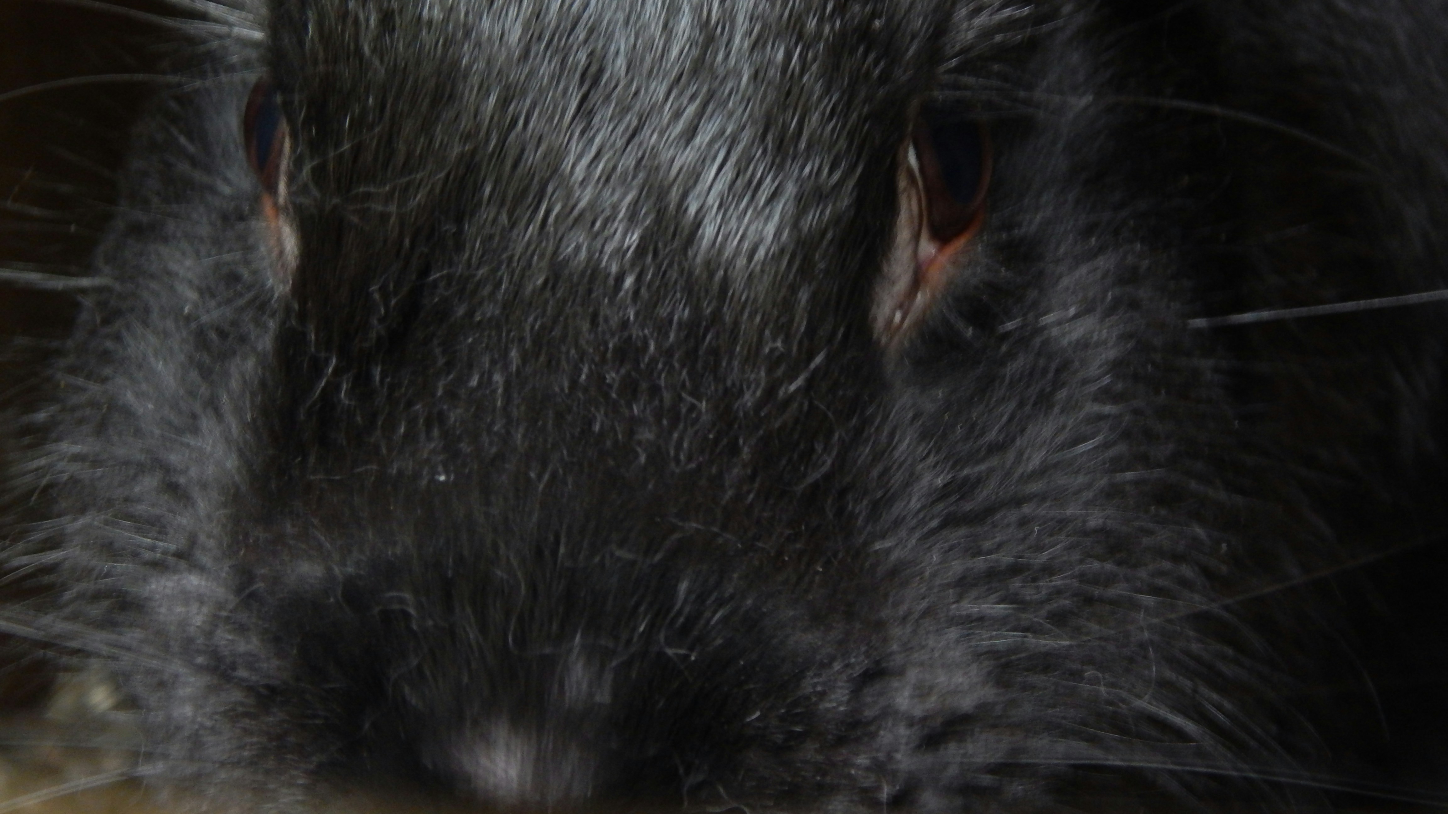 Dark Corner Gaze: A Close-Up of a Quiet Black Cat