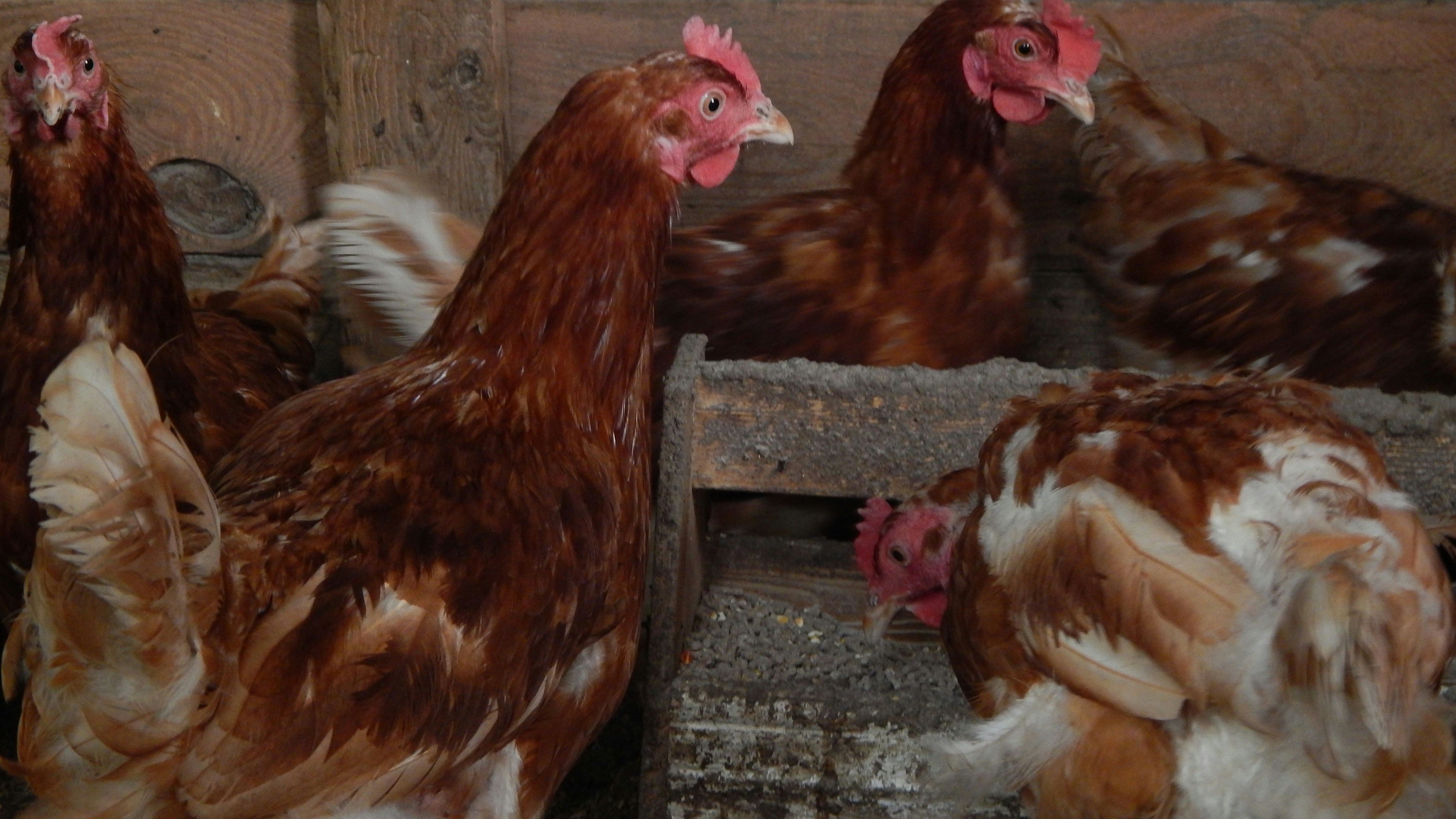 Coop Parade: Brown Hen Standstill Among Domestic Flock