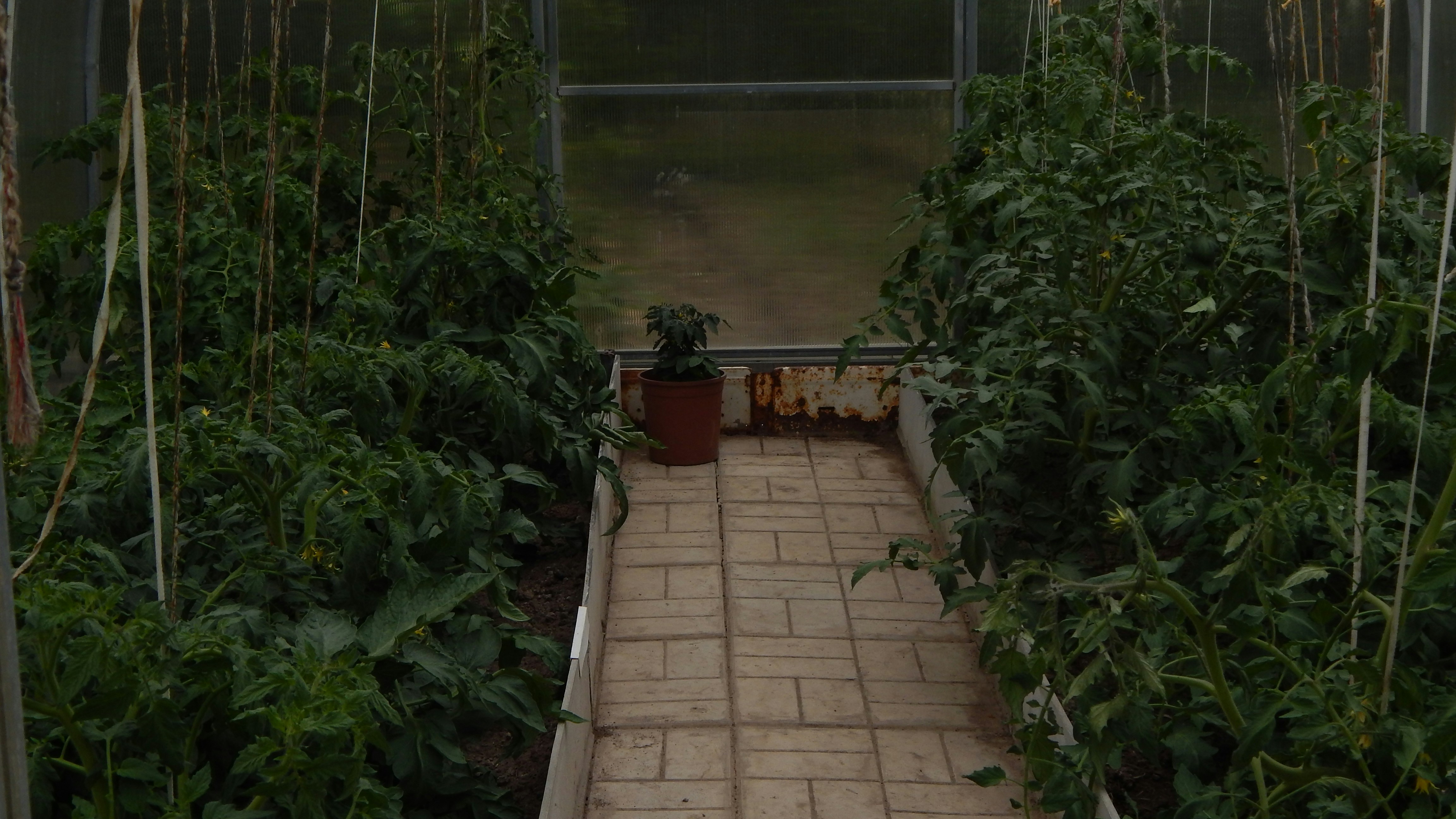 Central Aisle of a Greenhouse: Quiet Pathway Behind Verdant Rows