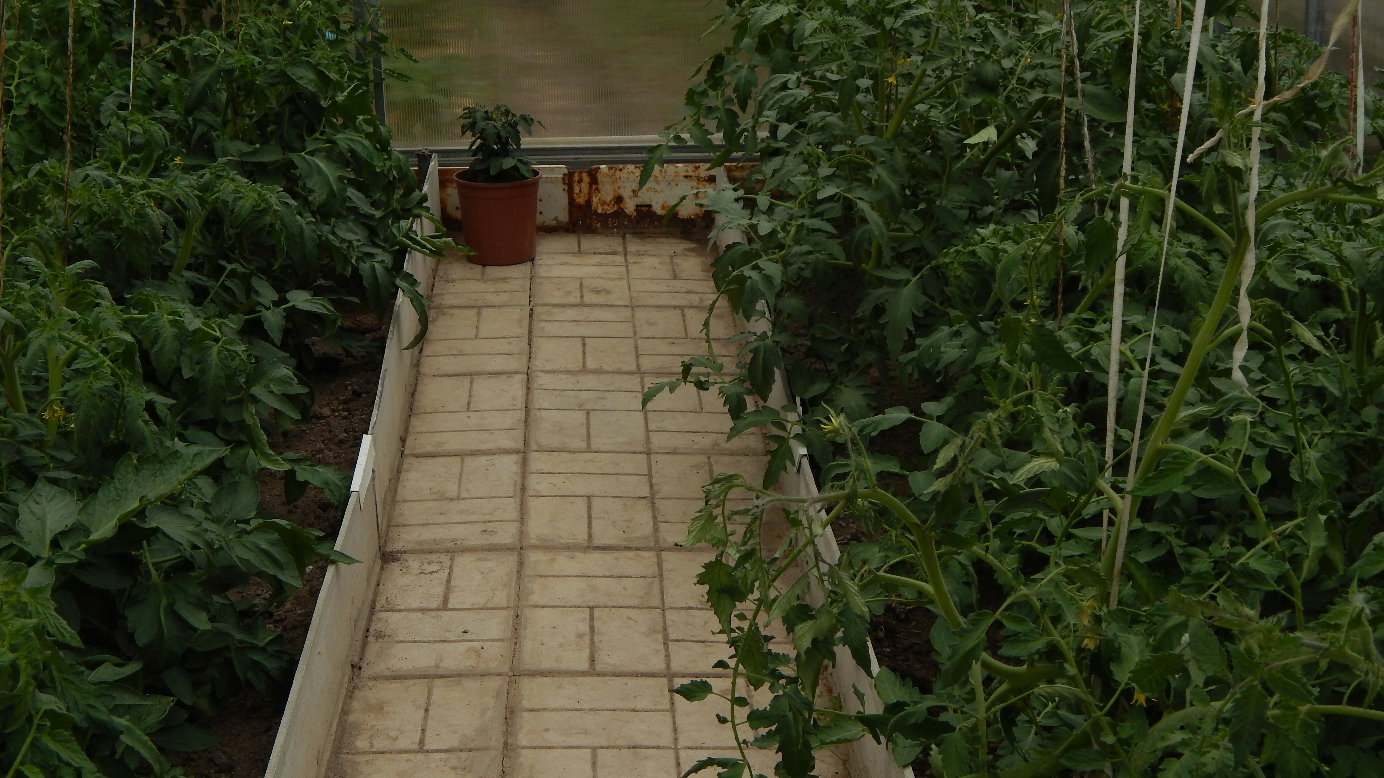 Narrow greenhouse aisle framed by dense greenery