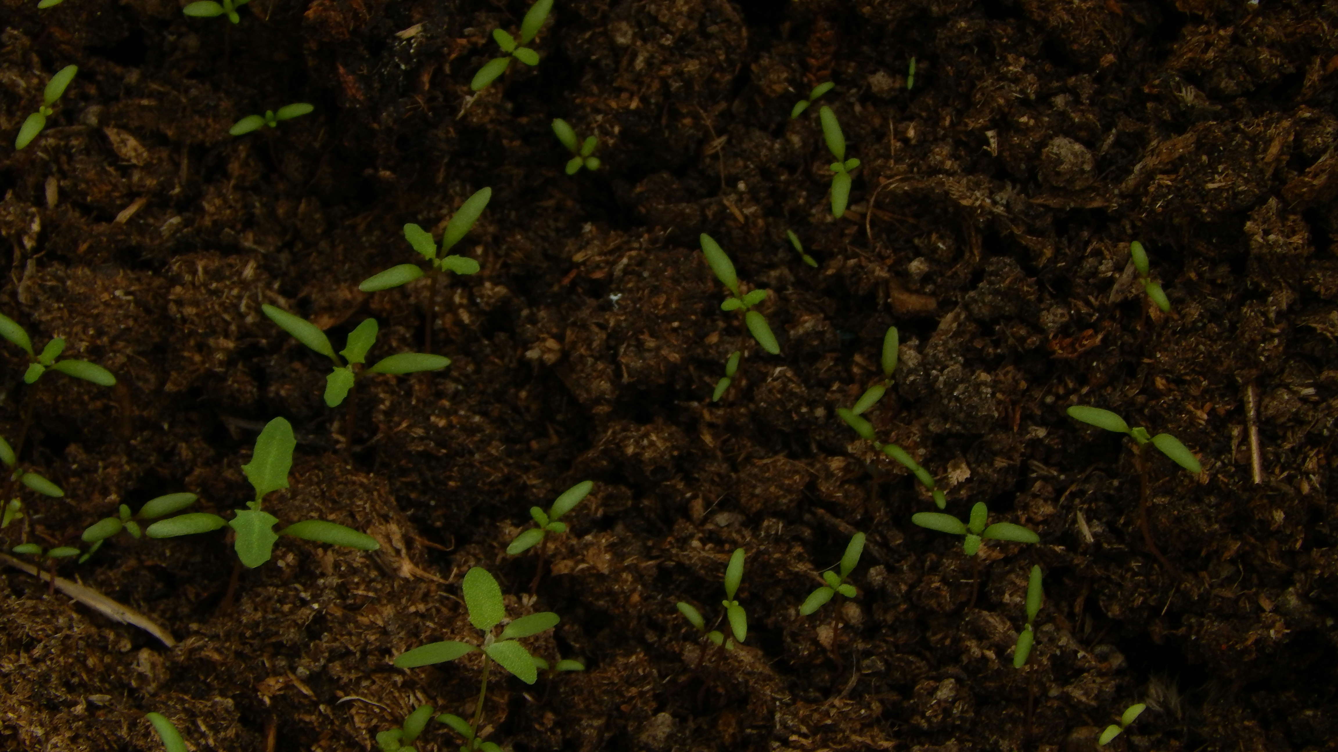 Tiny Seedlings Break Ground: A Close-up of New Life in Rich Soil